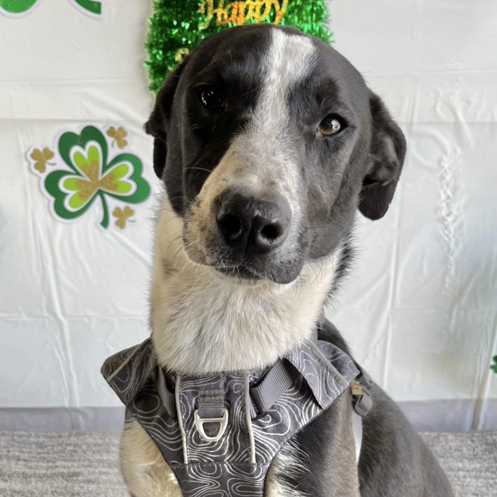 Dog for adoption - Hail, a McNab & Labrador Retriever Mix in Oakland ...