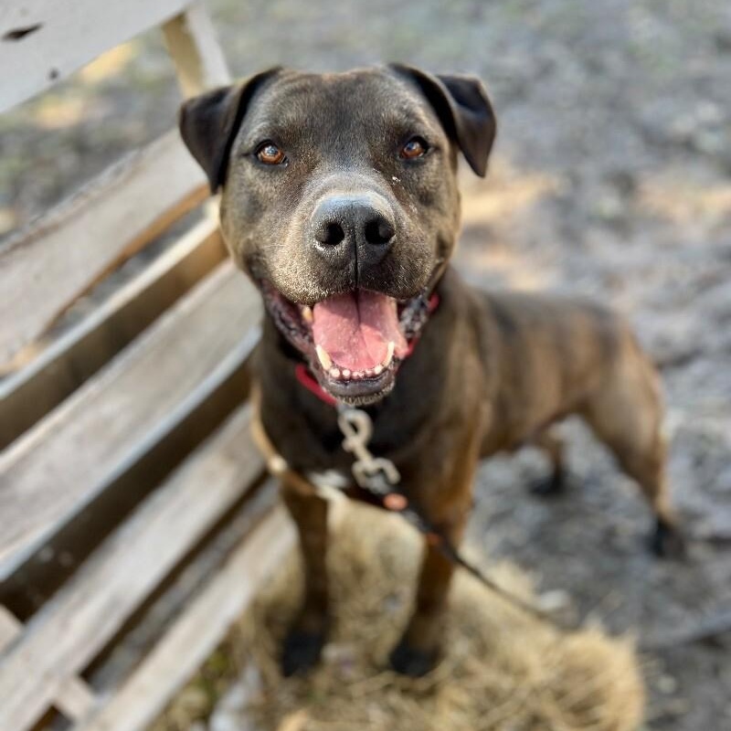 Dog for adoption - Poo-ka Nacua Wants to Love You, a Labrador Retriever ...