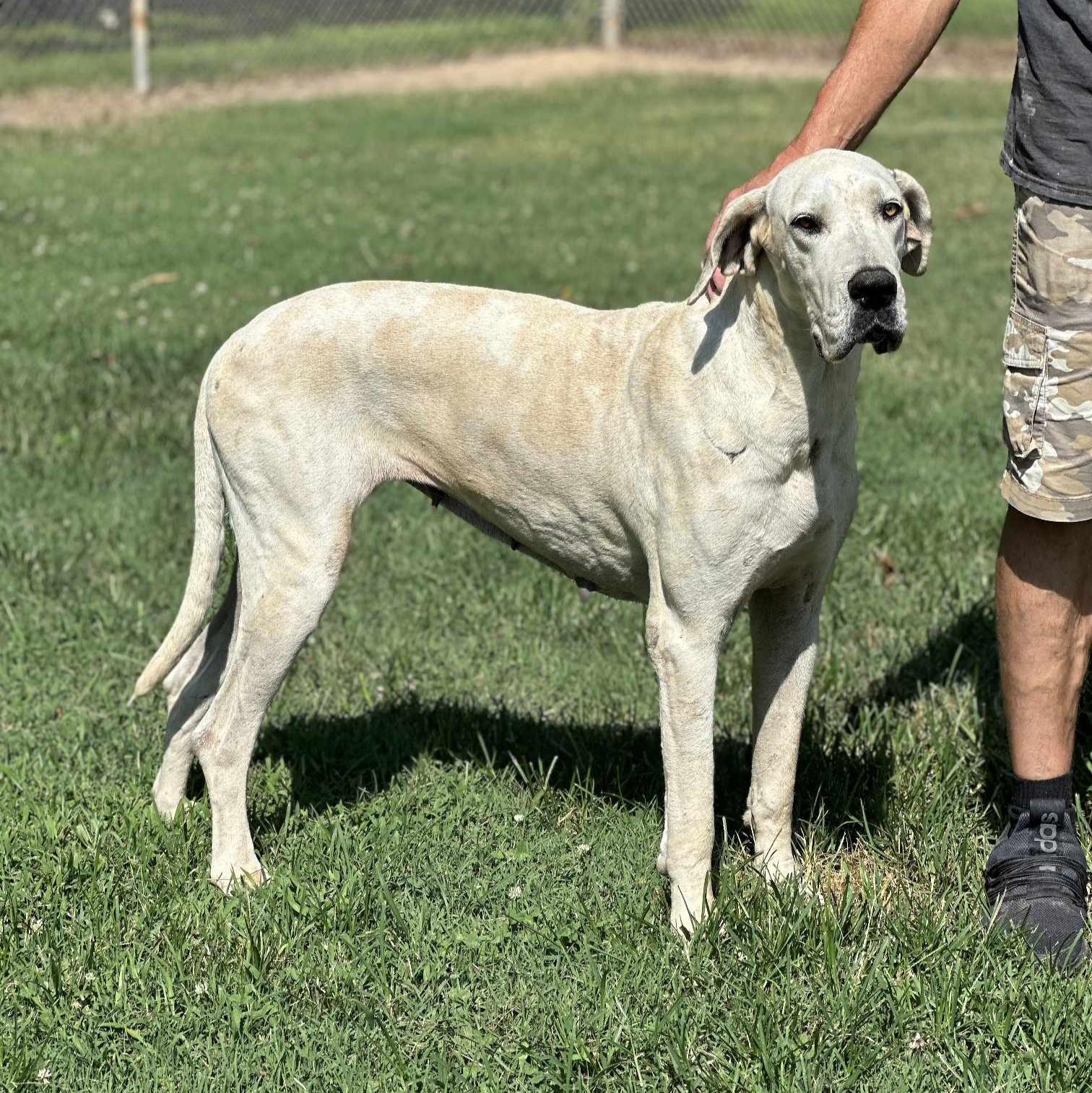 Dog for adoption - Candy, a Great Dane in Chattanooga, TN | Petfinder