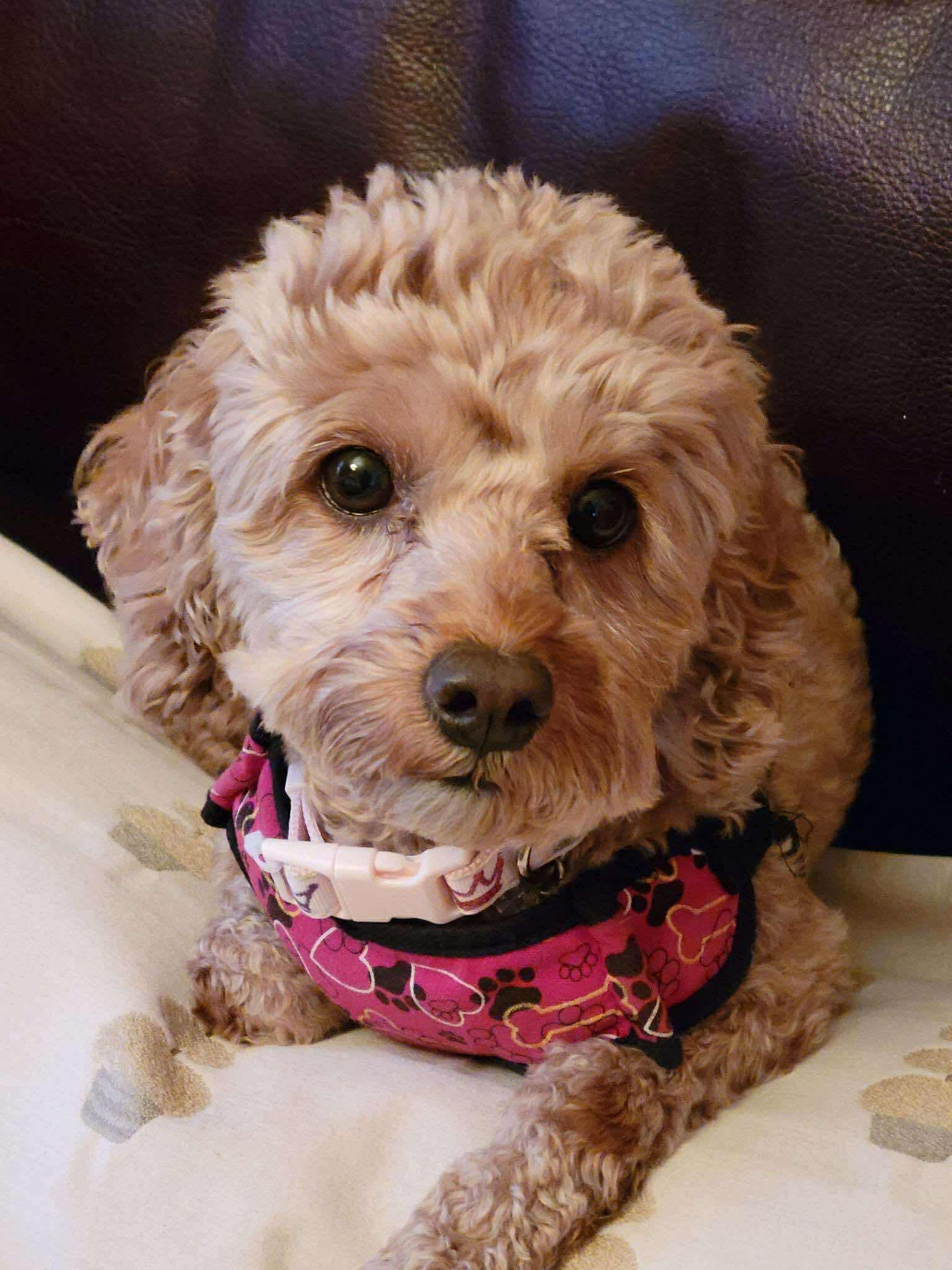 Dog for adoption - DIOR, a Poodle in Richmond Hill , ON | Petfinder