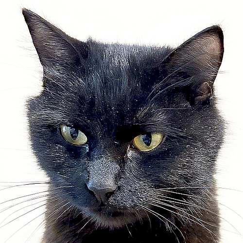 Cat for adoption - LOLA, a Domestic Short Hair in Sequim, WA | Petfinder