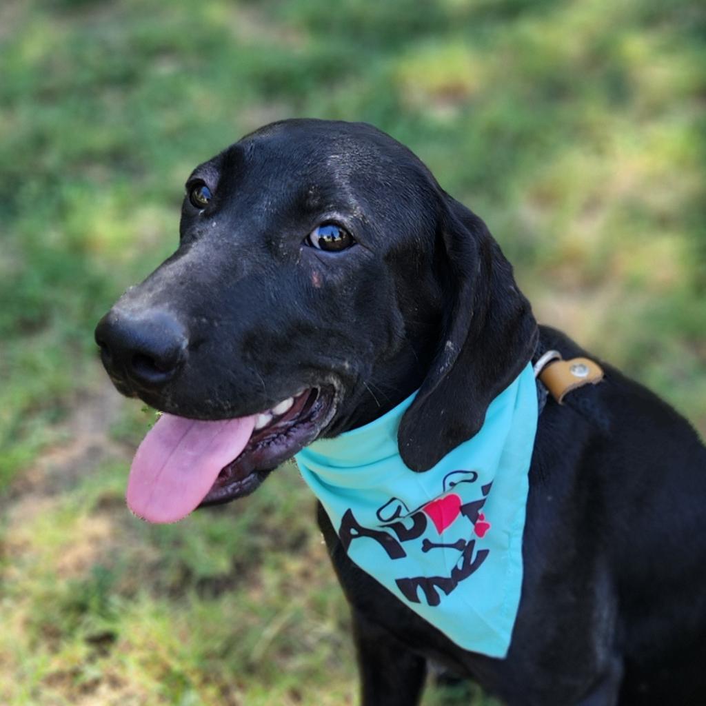 Dog for adoption - Spartan JuM, a Hound & Black Labrador Retriever Mix ...