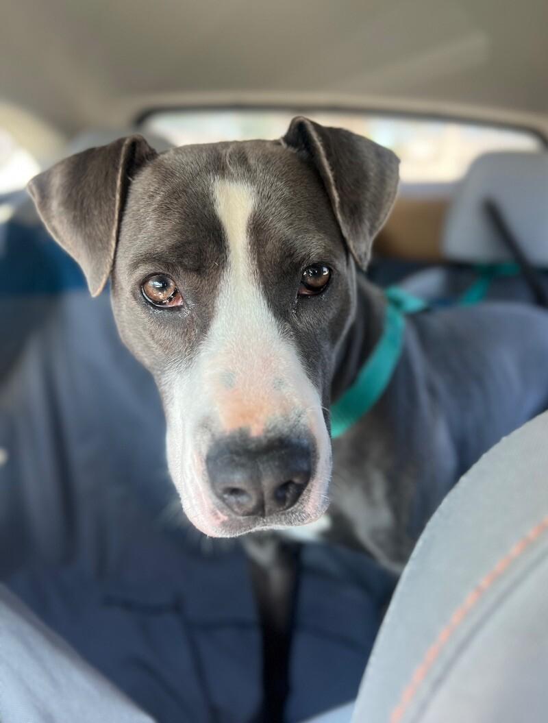 Dog for adoption - Dory your fun-size bestie, a Whippet & Pit Bull ...