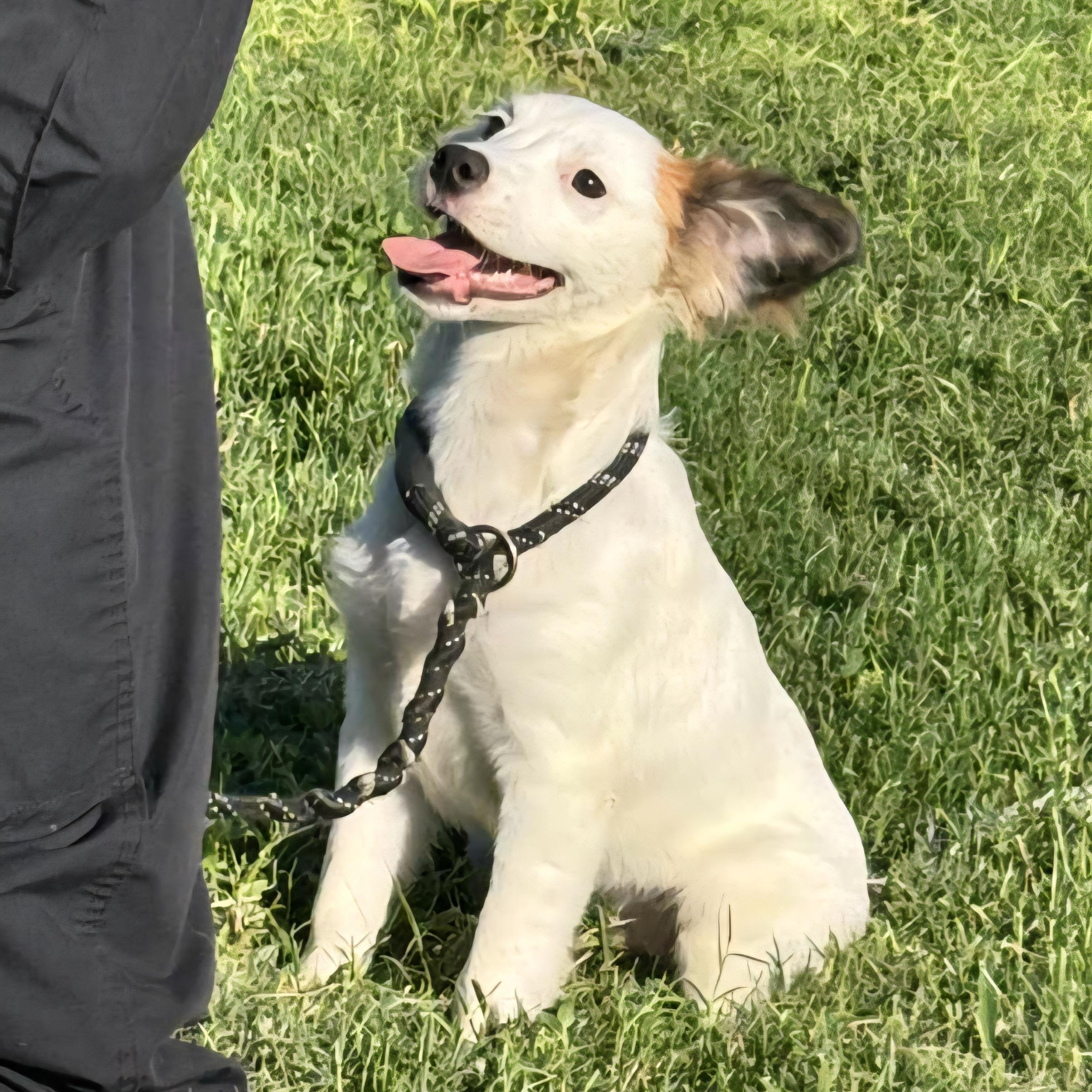 Dog for adoption - Parker, a Terrier & Chihuahua Mix in Sheridan, WY ...
