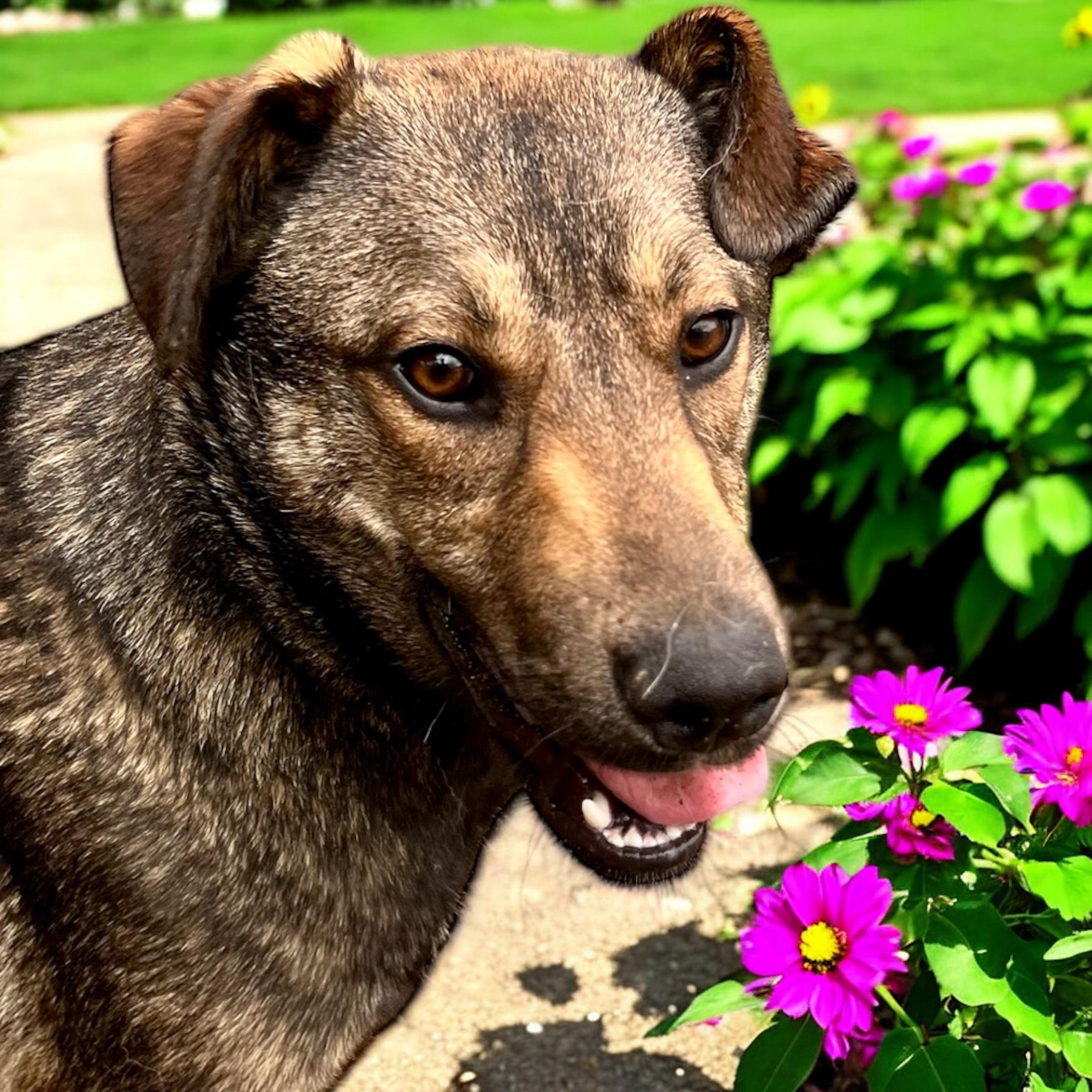 Dog for adoption - Camaro, a German Shepherd Dog Mix in Horn Lake, MS ...