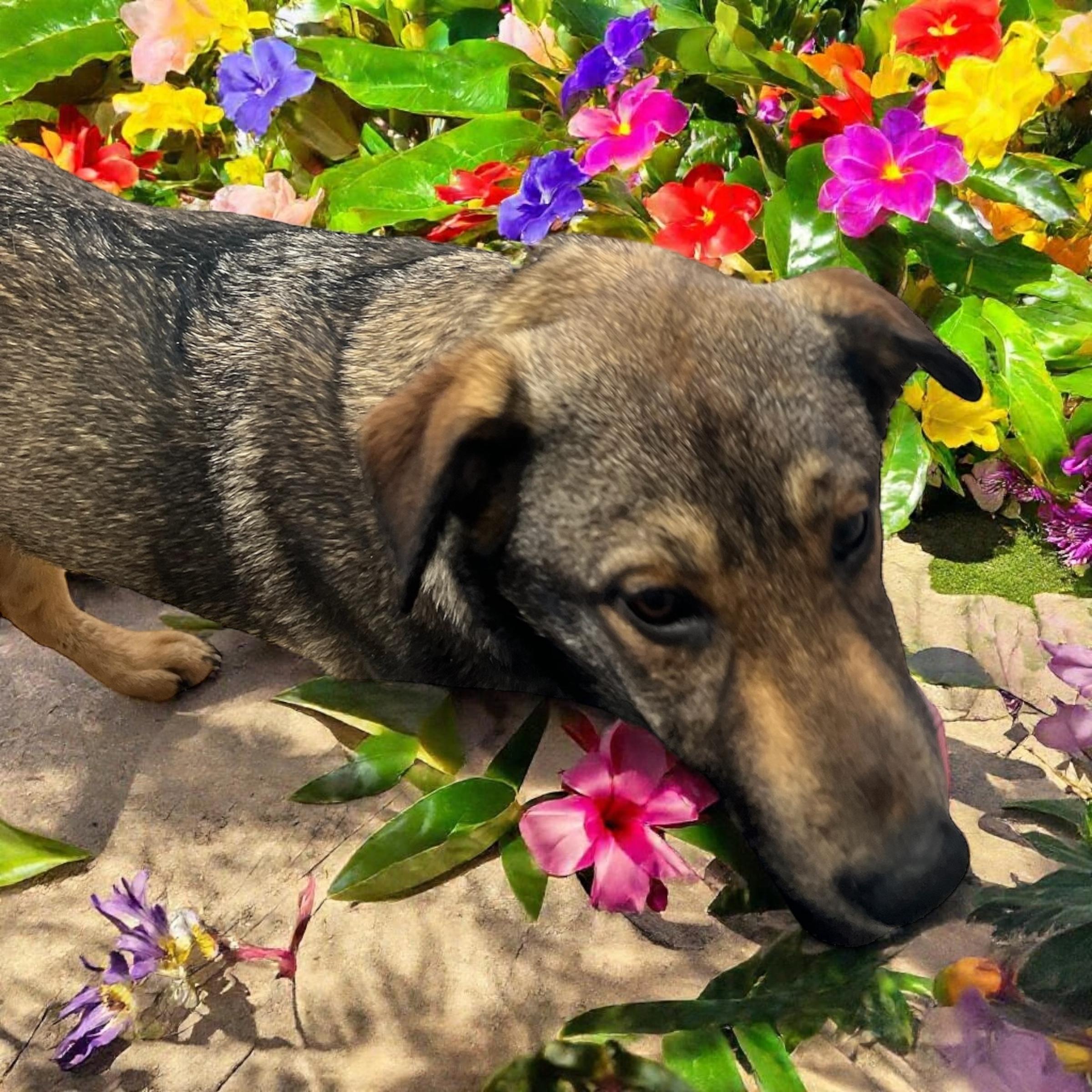 Dog for adoption - Camaro, a German Shepherd Dog Mix in Horn Lake, MS ...