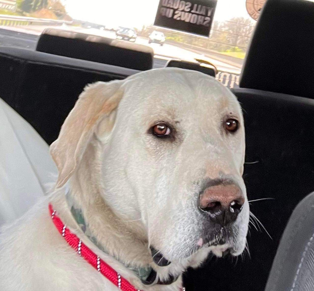 Dog for adoption - Possum, a Great Dane & Great Pyrenees Mix in Baldwin ...