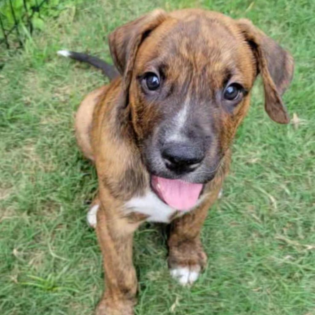 Dog for adoption - Cooter JuM, a Boxer in Renton, WA | Petfinder