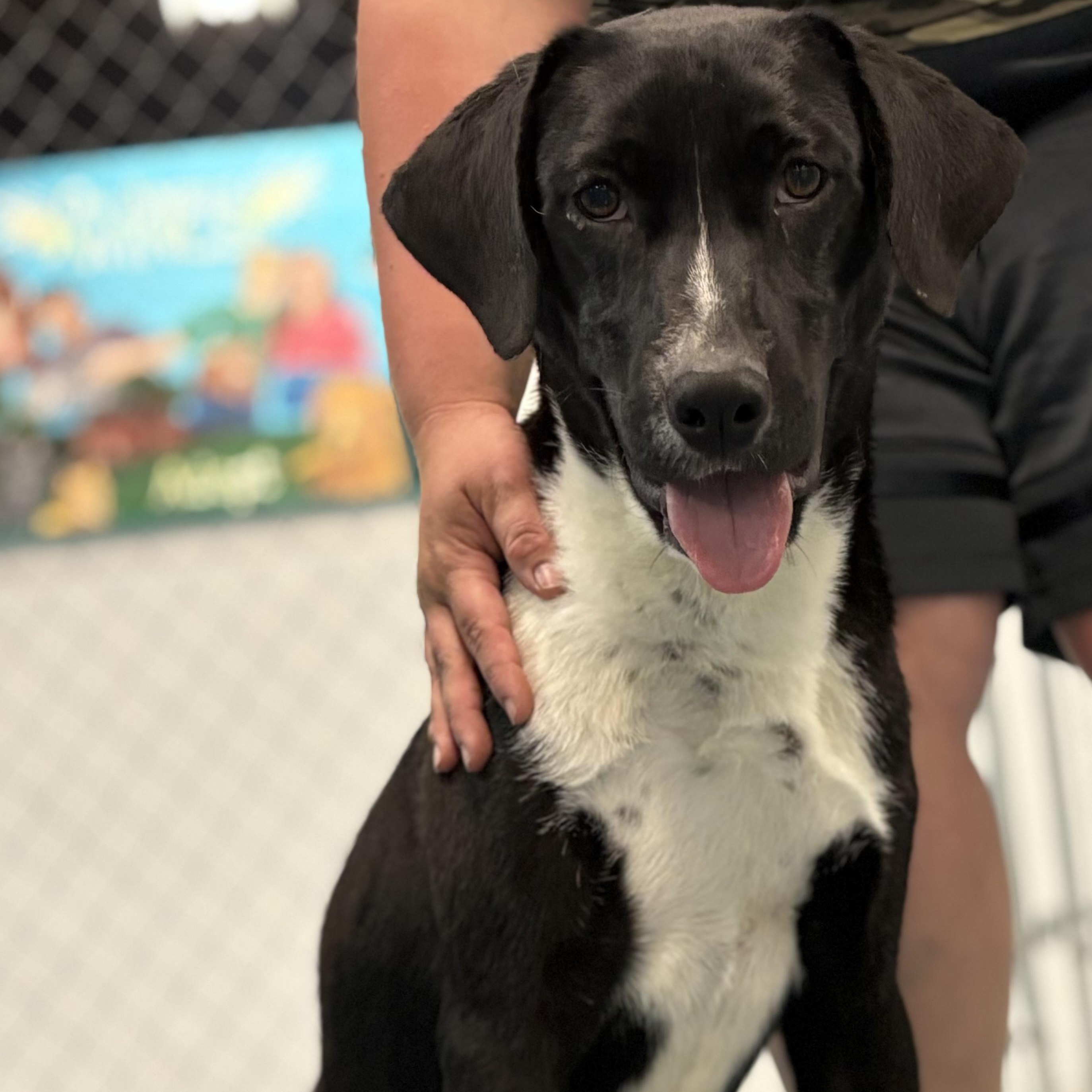 Dog for adoption - Captain, a Black Labrador Retriever Mix in Crystal ...