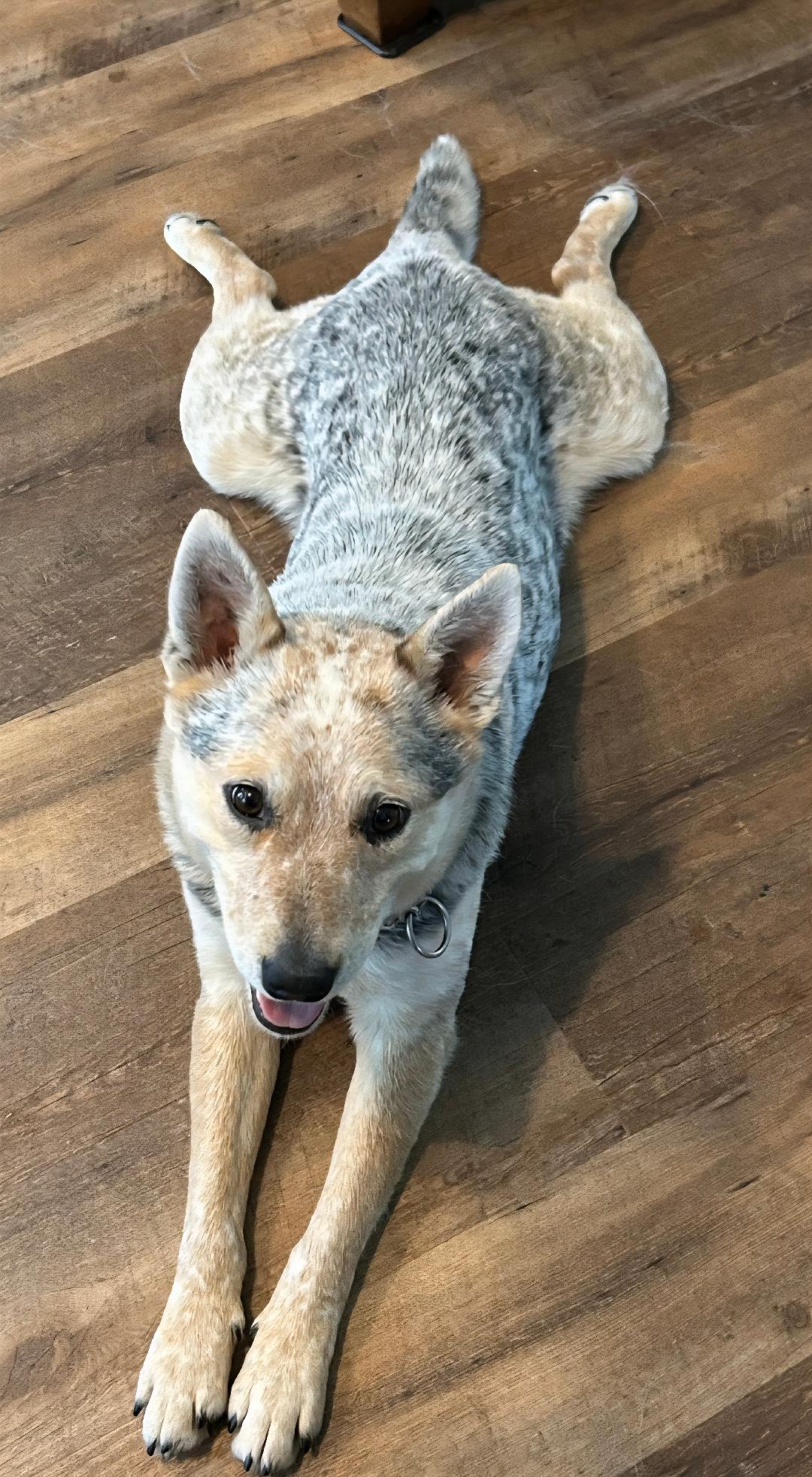 Dog for adoption - WAYLON, an Australian Cattle Dog / Blue Heeler in Fishers, IN | Petfinder
