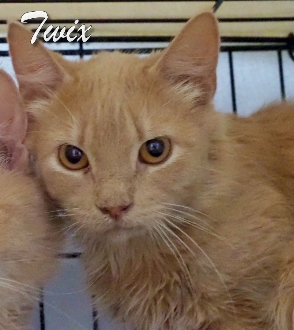 Cat for adoption - Toffee & Twix, a Domestic Medium Hair Mix in Cape May Court House, NJ | Petfinder
