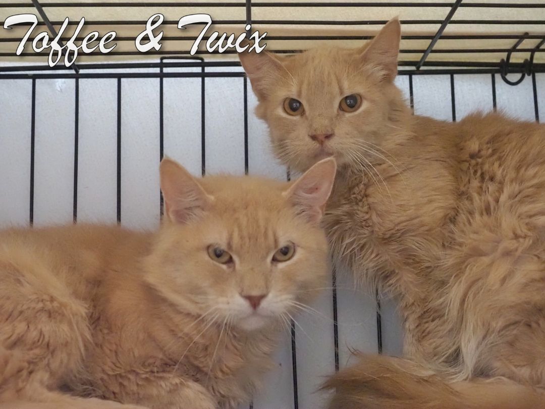 Cat for adoption - Toffee & Twix, a Domestic Medium Hair Mix in Cape May Court House, NJ | Petfinder
