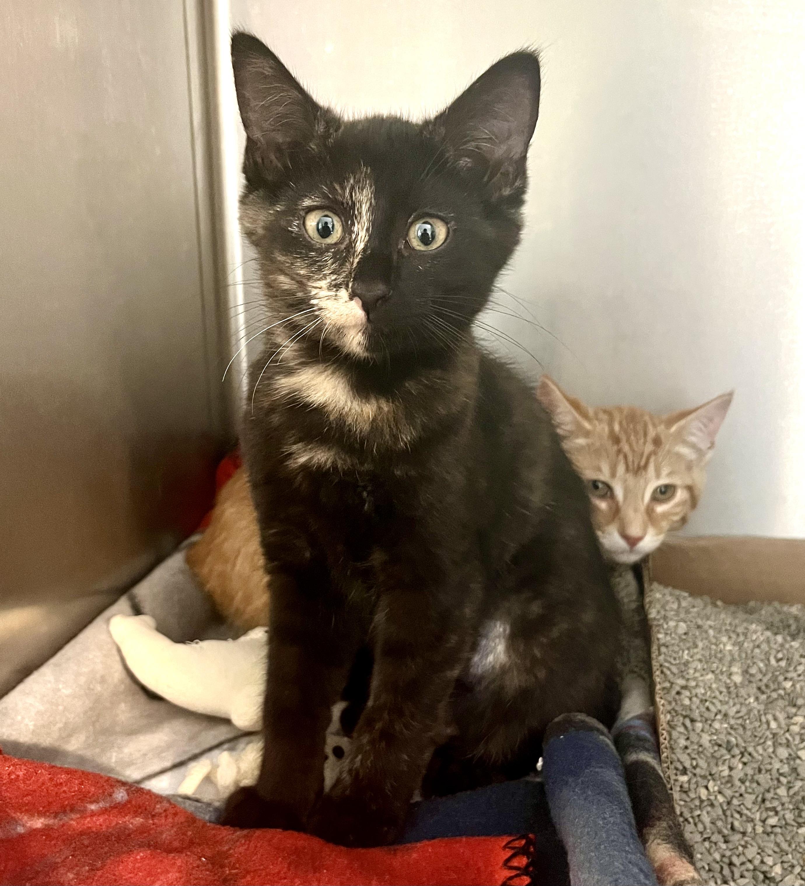 Cat for adoption - Dr. Pepper, a Domestic Short Hair in Seville, OH ...