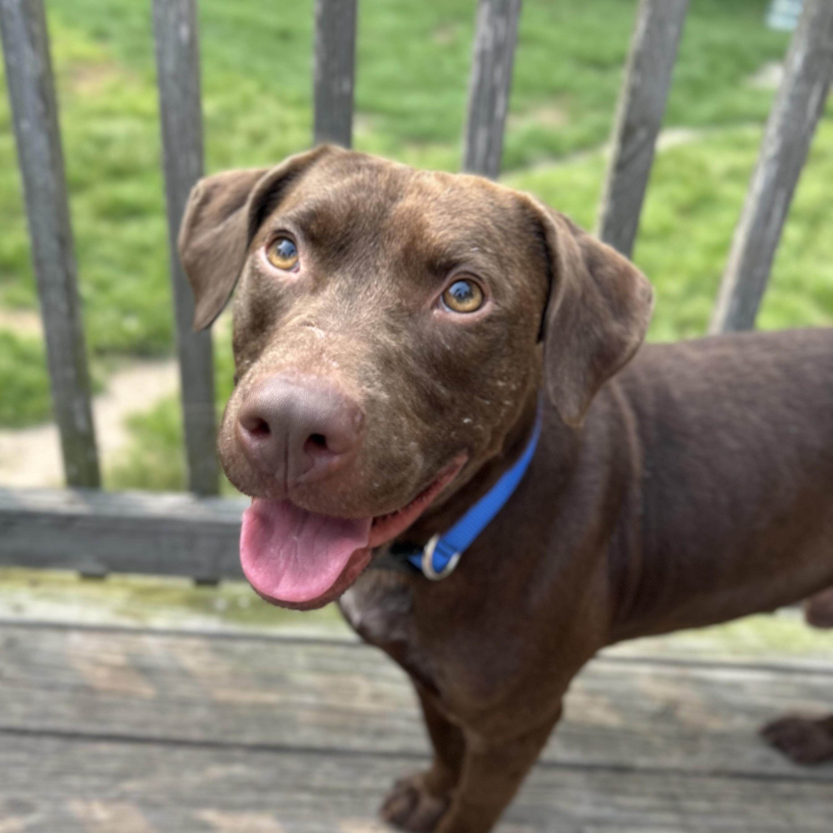 Dog for adoption - Glenn, a Labrador Retriever & Pit Bull Terrier Mix in Columbia, SC | Petfinder