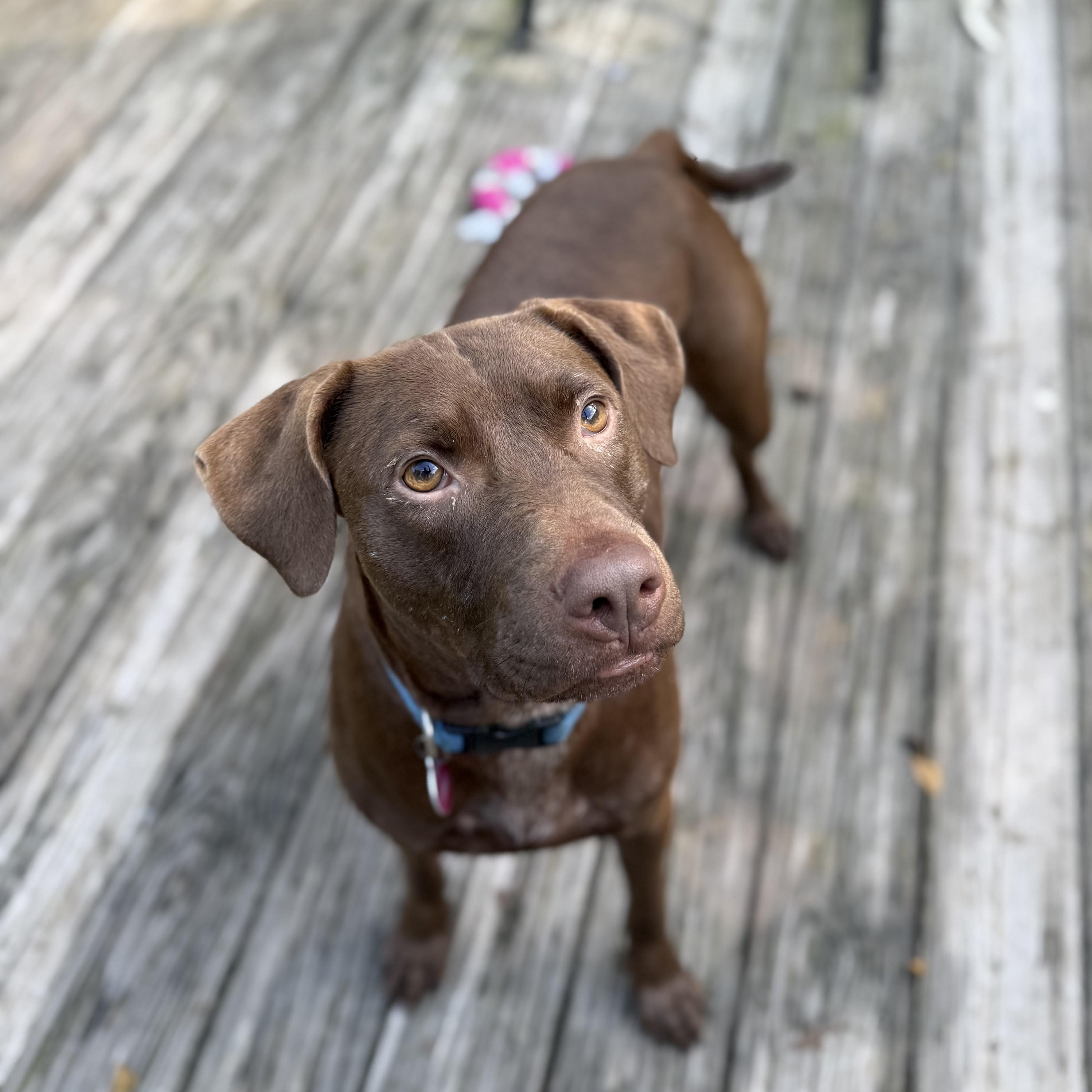 Dog for adoption - Glenn, a Labrador Retriever & Pit Bull Terrier Mix in Columbia, SC | Petfinder
