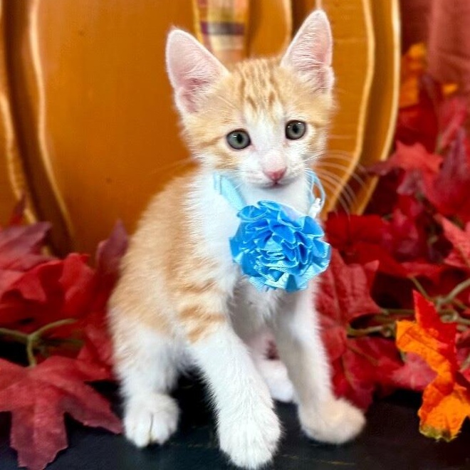 Cat for adoption - Tampa Treasure, a Domestic Short Hair Mix in Portage ...