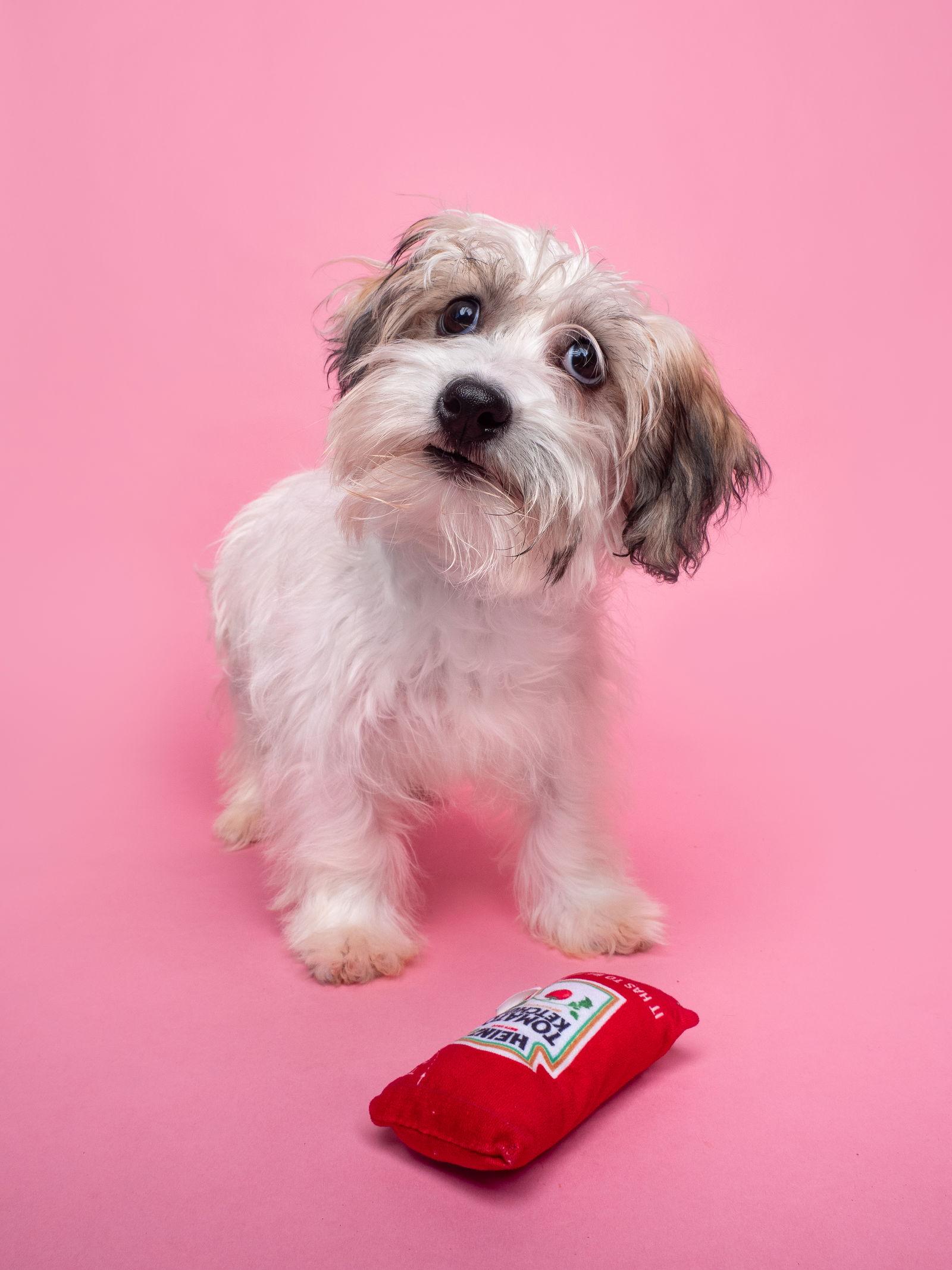 French Fry - Adoptable Pet | Petfinder | Petfinder