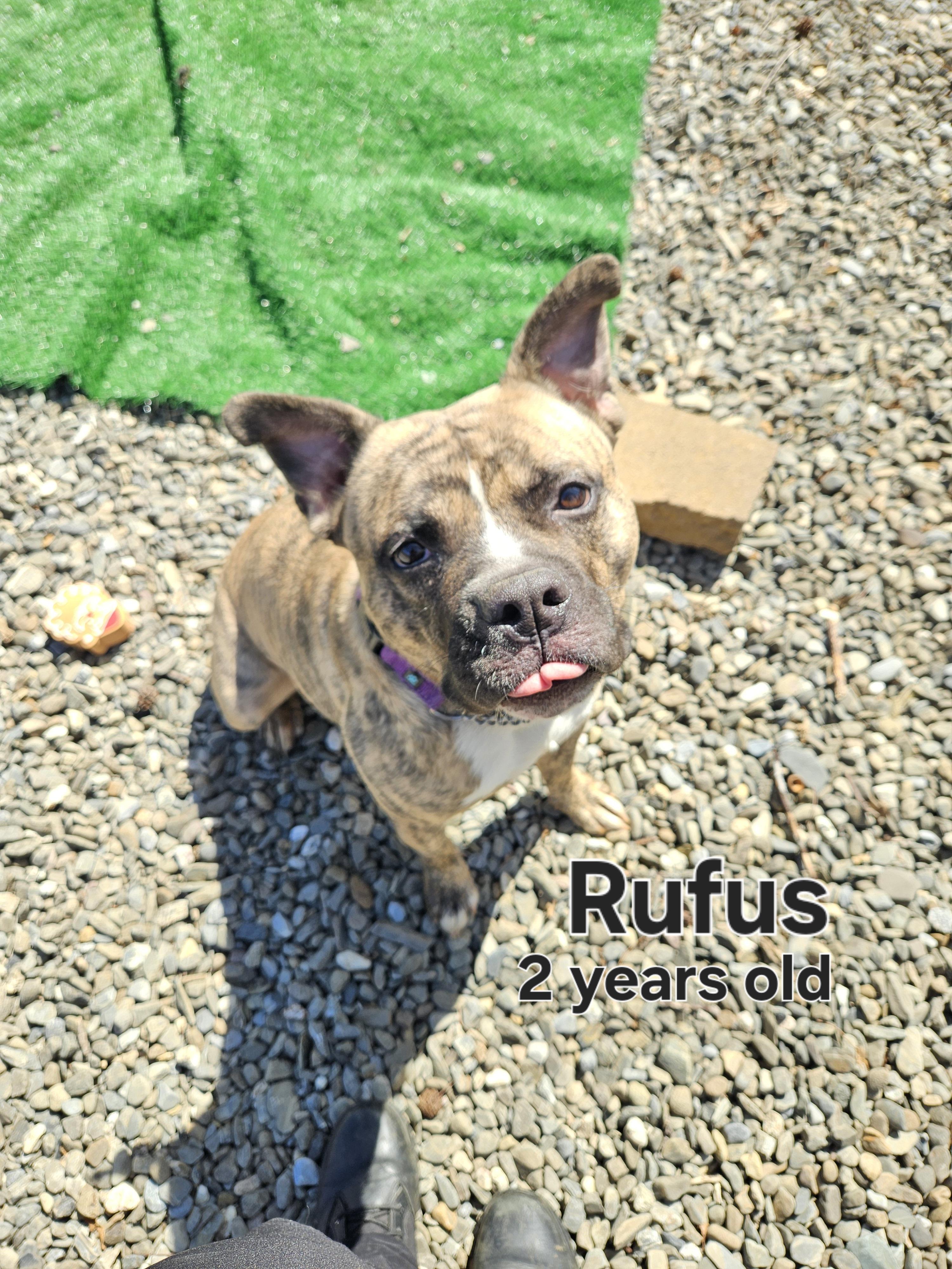 Dog for adoption - Rufus, an American Bulldog Mix in Old Bridge, NJ ...