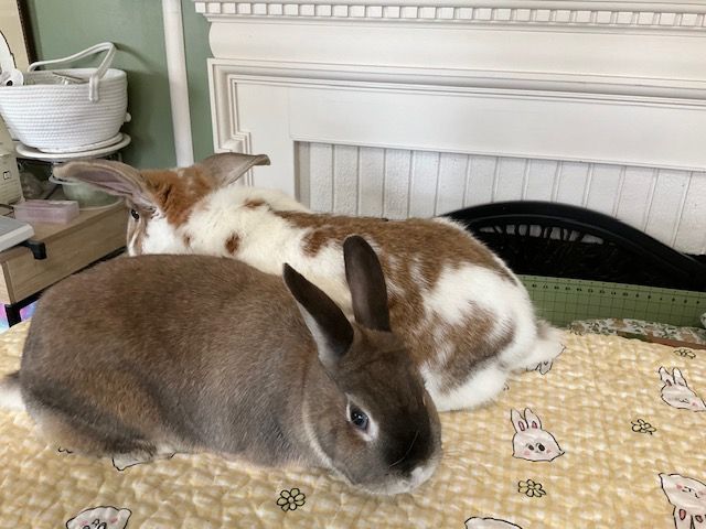 Rabbit for adoption - Bonnie & Clyde, an English Spot & Dwarf Mix in ...