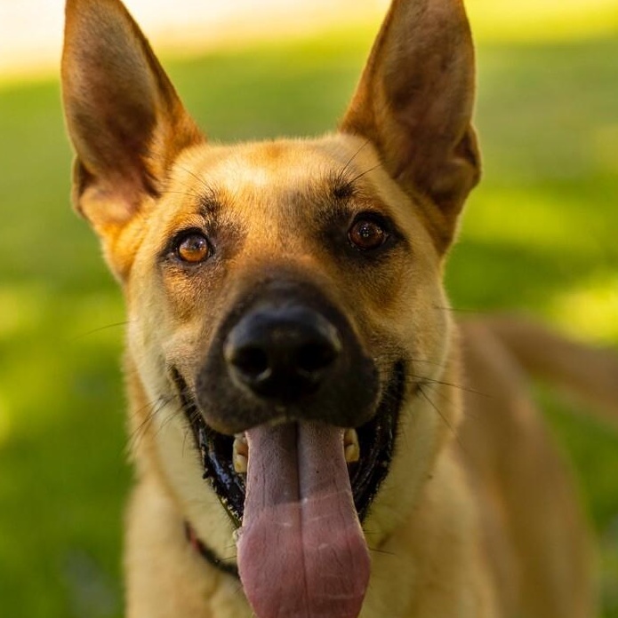Dog for adoption - Calhoun English, a German Shepherd Dog Mix in ...