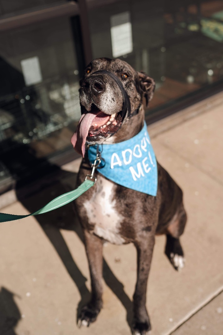 Dog for adoption - Cruiser, a Great Dane in Dallas, TX | Petfinder