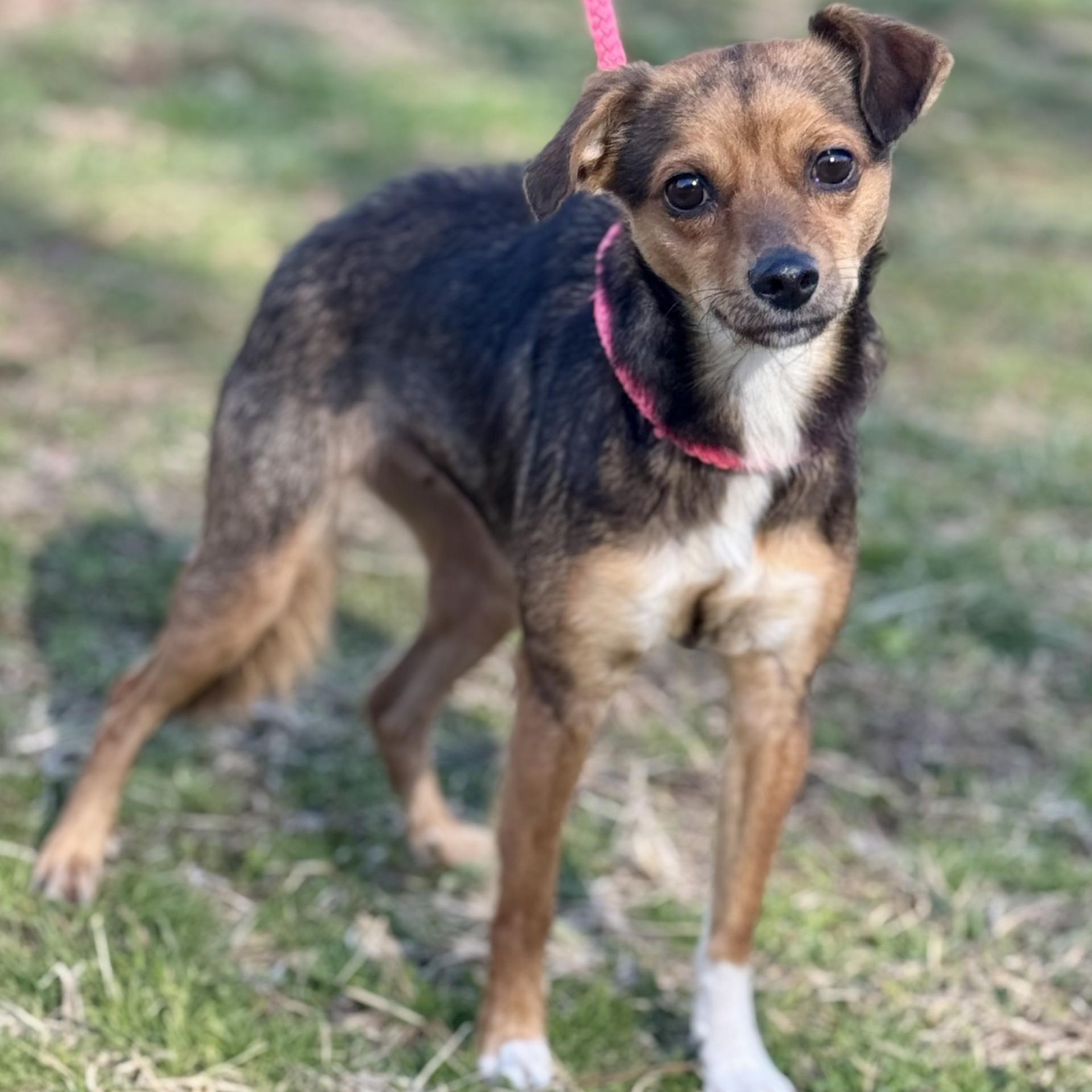 Dog for adoption - Tinsley (CONC-A-8170), a Feist Mix in Concord, NC ...