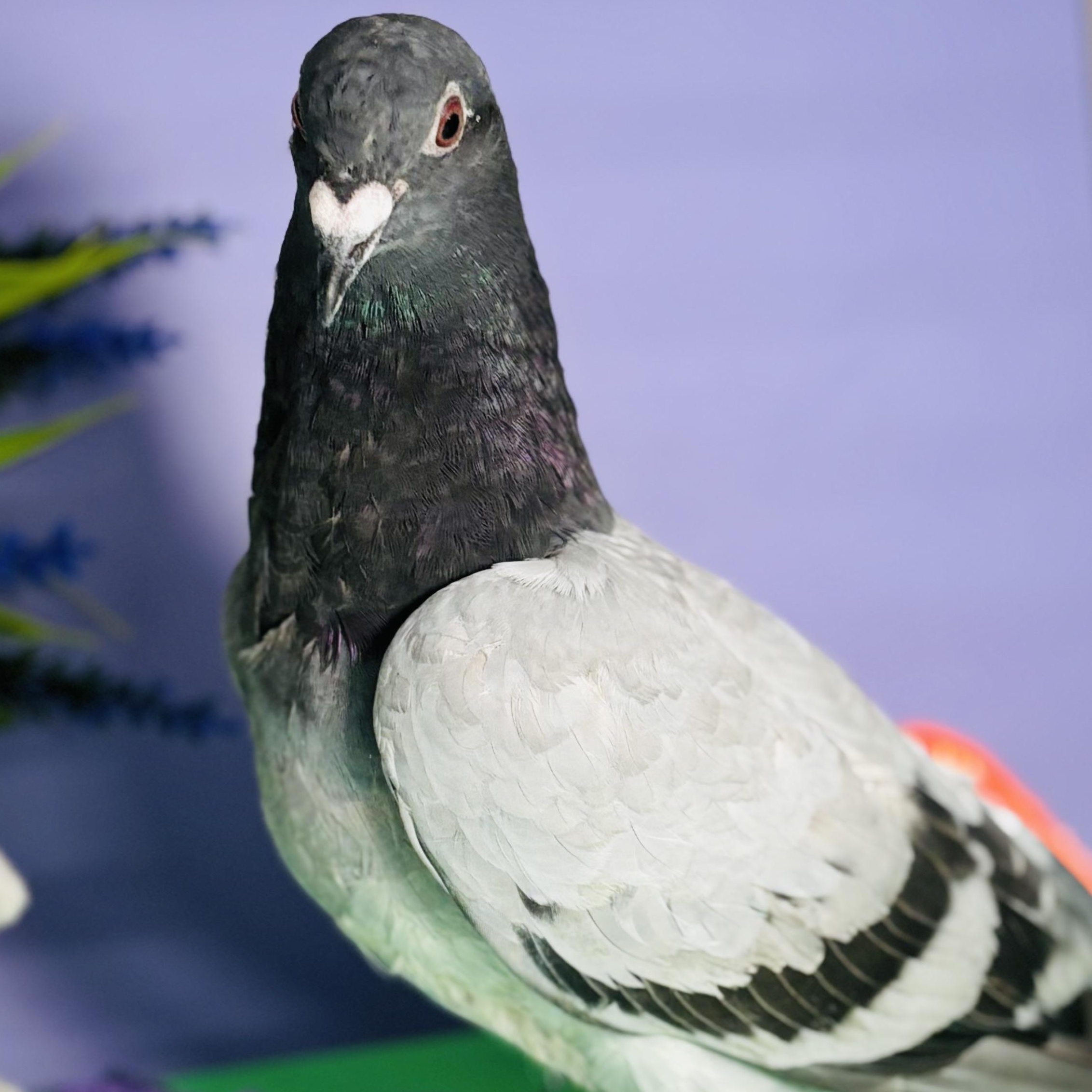 Dove for adoption - Cassiopeia, a Pigeon in Chicago, IL | Petfinder