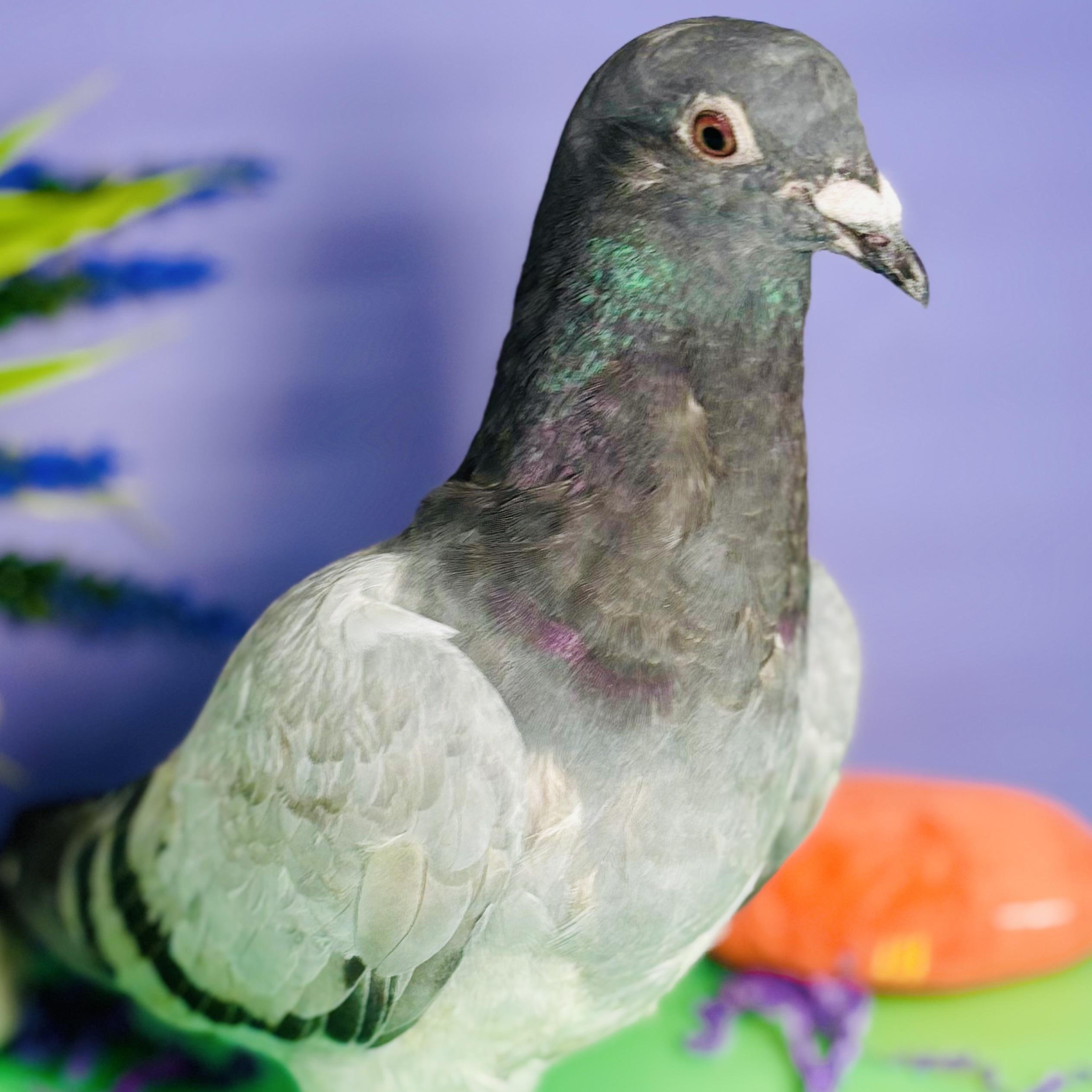 Dove for adoption - Cassiopeia, a Pigeon in Chicago, IL | Petfinder