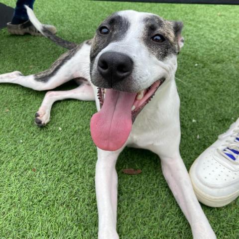 Dog for adoption - Pup Tart aka Ida, a Terrier Mix in Shorter, AL ...