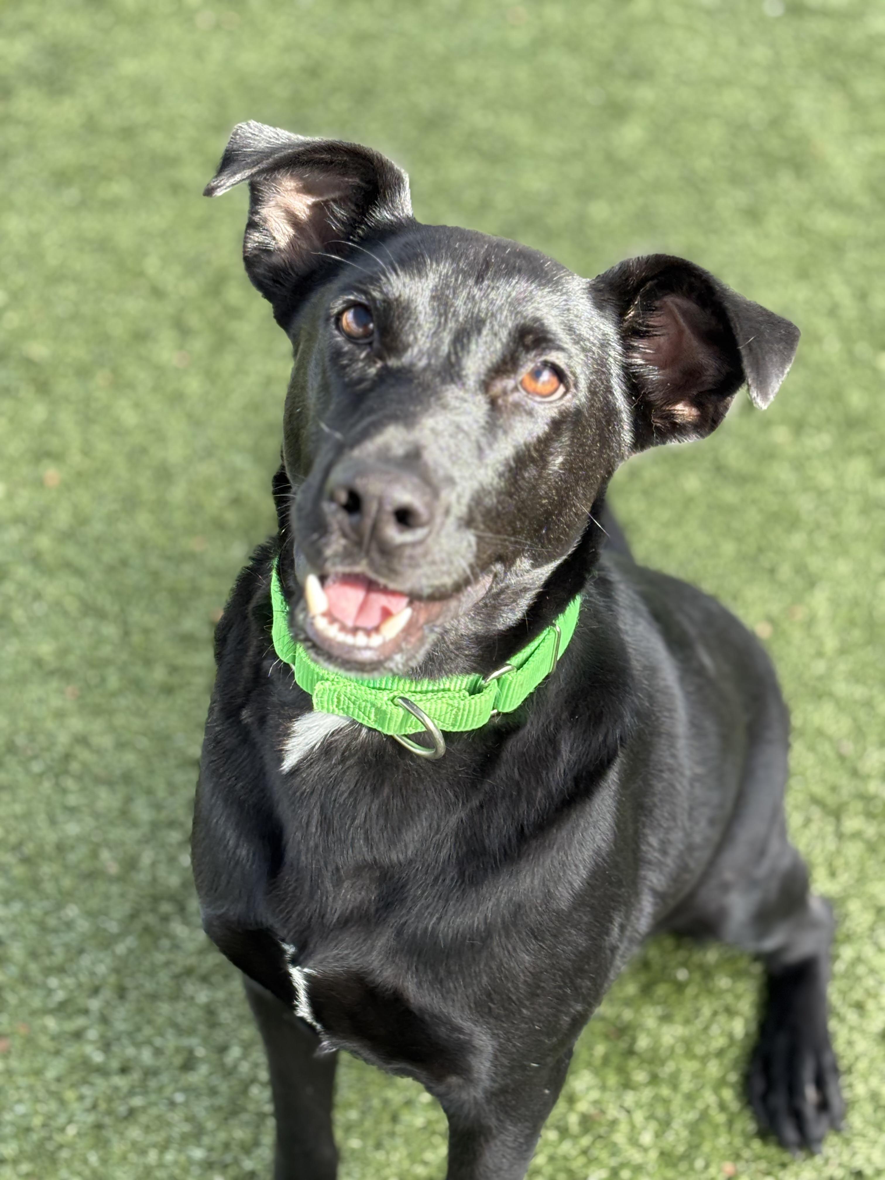 Dog for adoption - Rocket, a Labrador Retriever Mix in Brattleboro, VT | Petfinder