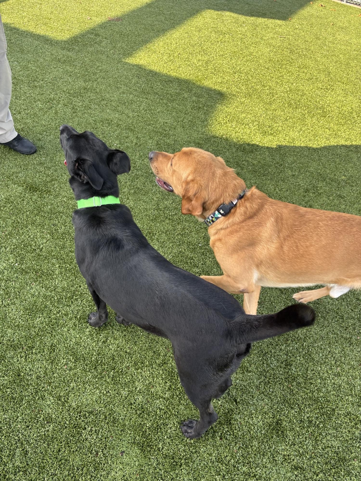 Dog for adoption - Rocket, a Labrador Retriever Mix in Brattleboro, VT ...