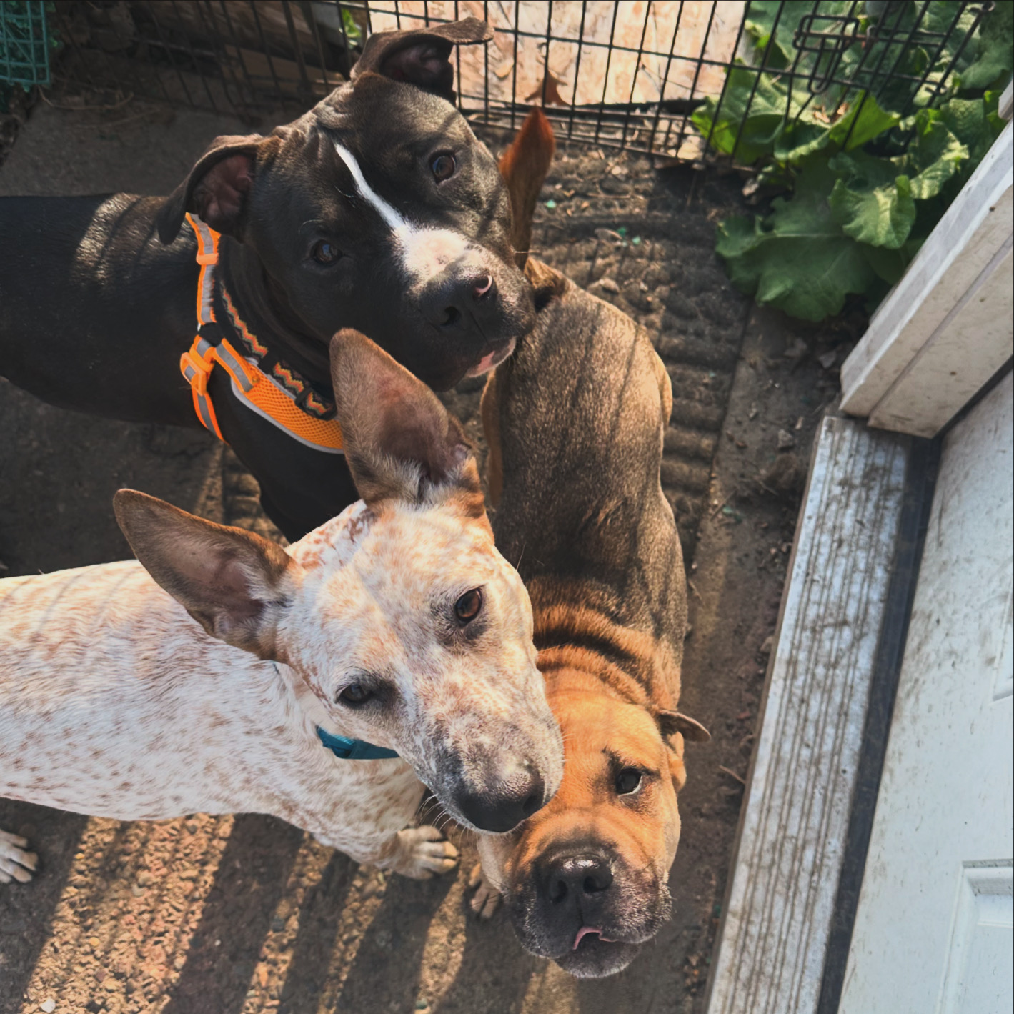 Dogs for Adoption MN | Adopt a Dog in Minnesota | Pet Haven