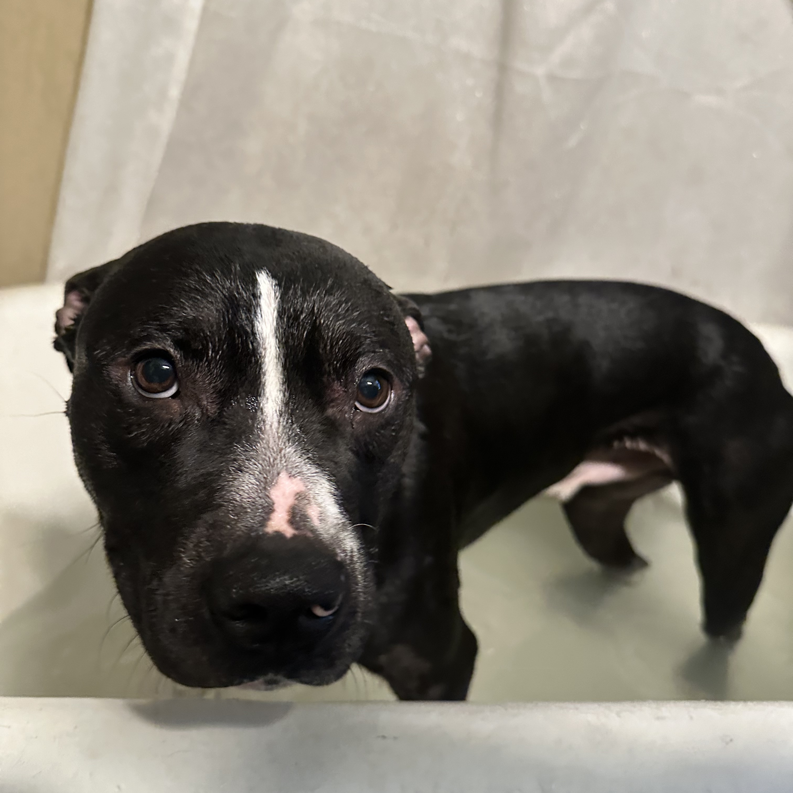 Dogs for Adoption MN | Adopt a Dog in Minnesota | Pet Haven