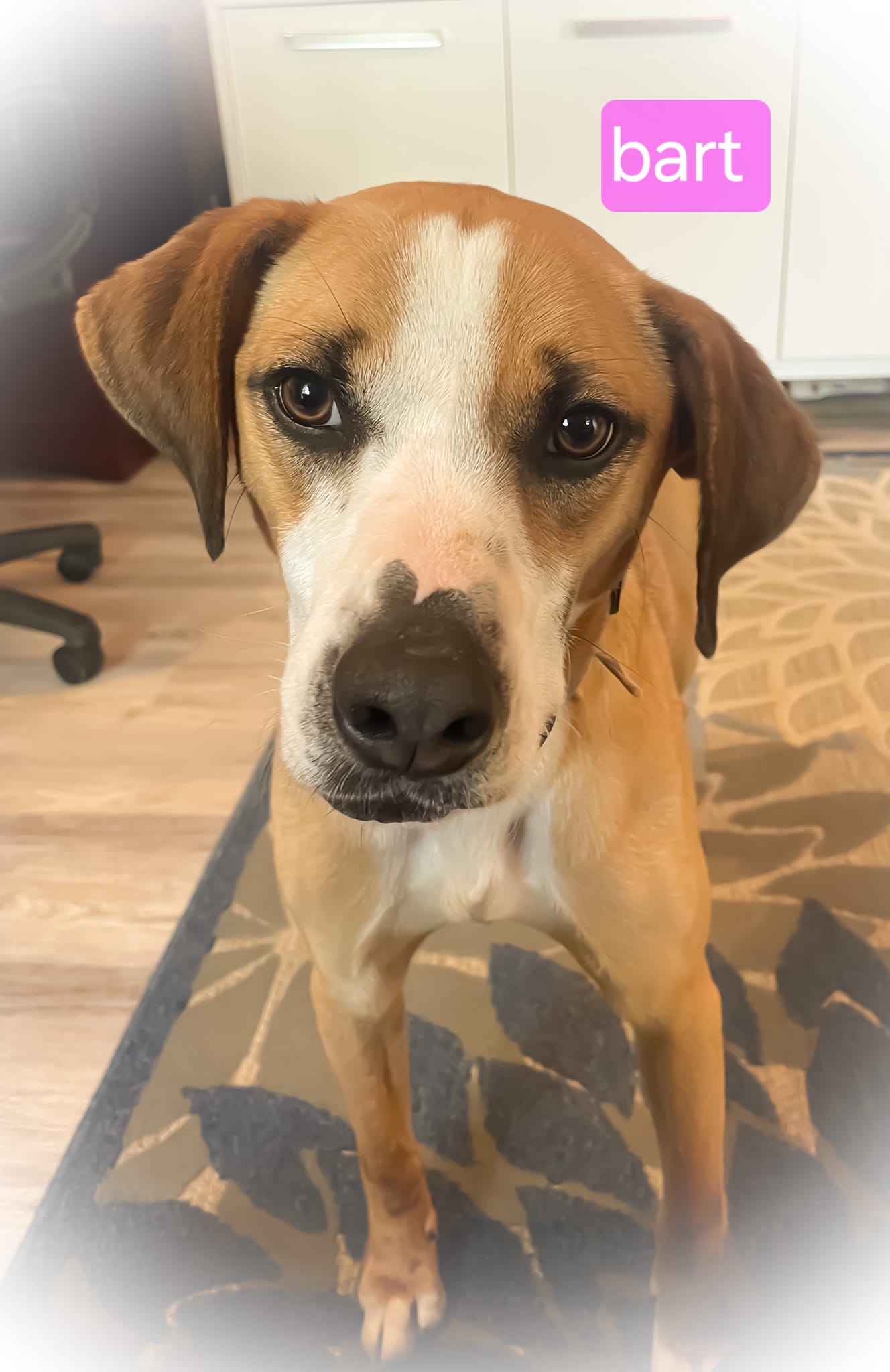 Dog for adoption - Bart, a Labrador Retriever Mix in machesney park, IL ...