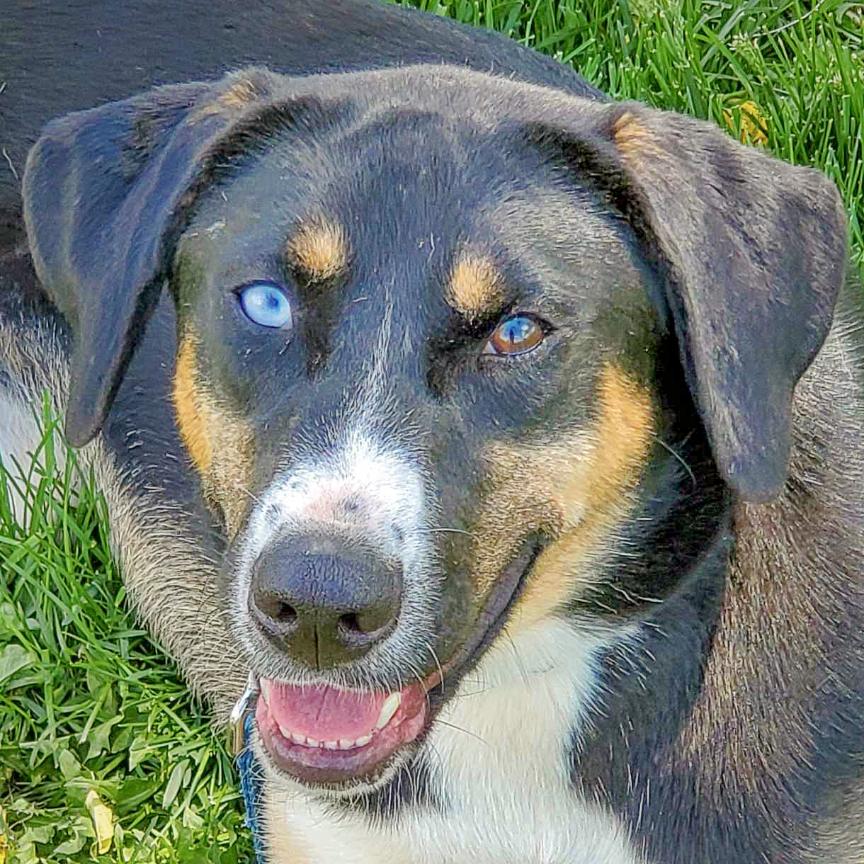 Dog for adoption - Aqua, a Husky & Coonhound Mix in Huntley, IL | Petfinder