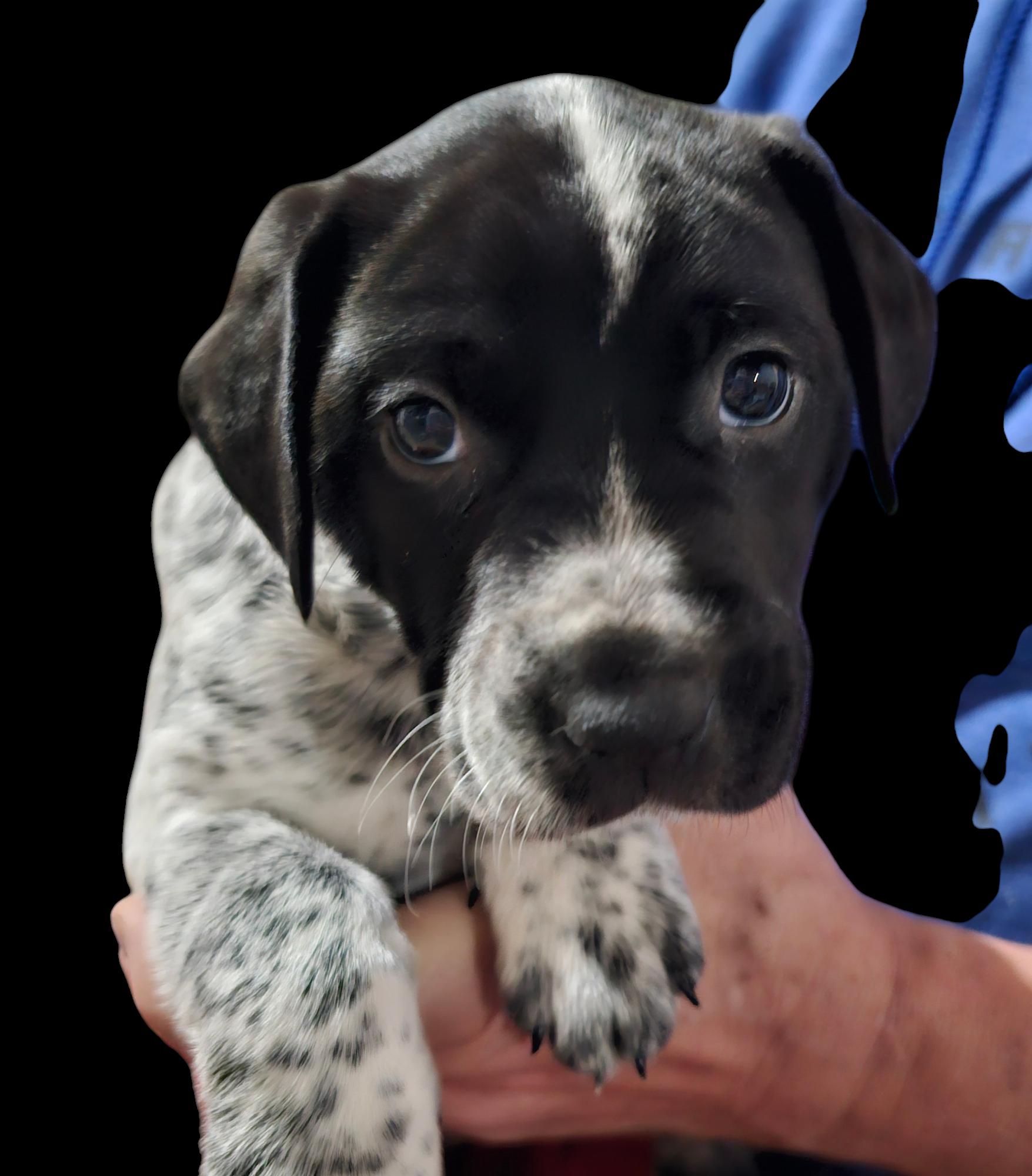 Dog for adoption - Betty, a German Longhaired Pointer & Mastiff Mix in ...