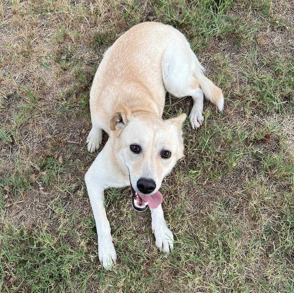 Dog for adoption - Leah, a Yellow Labrador Retriever Mix in Central ...