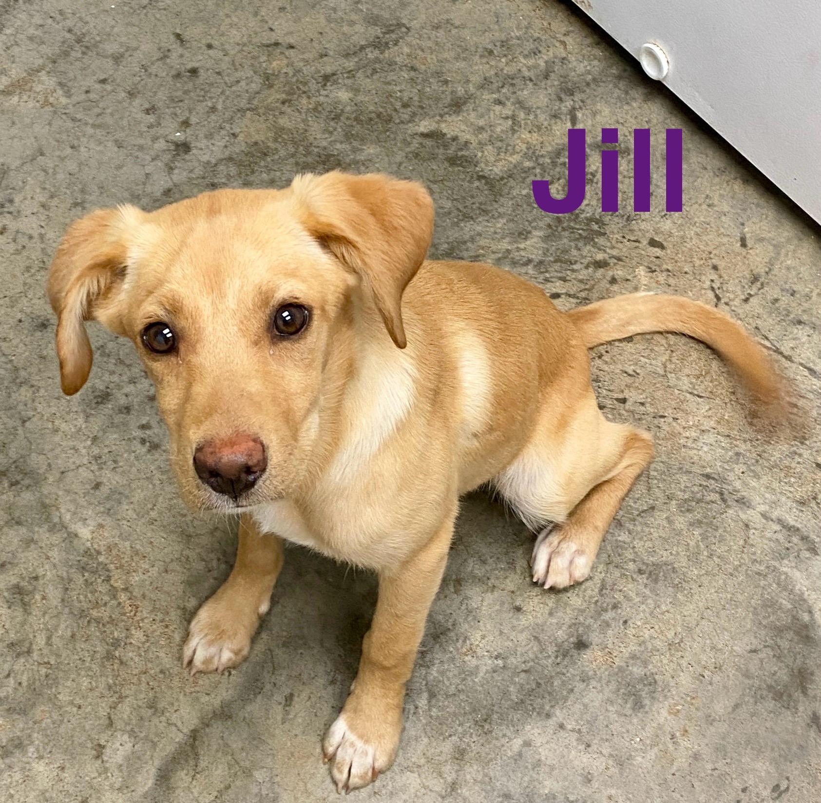 Dog for adoption - Jill, a Mixed Breed in Pomeroy, OH | Petfinder
