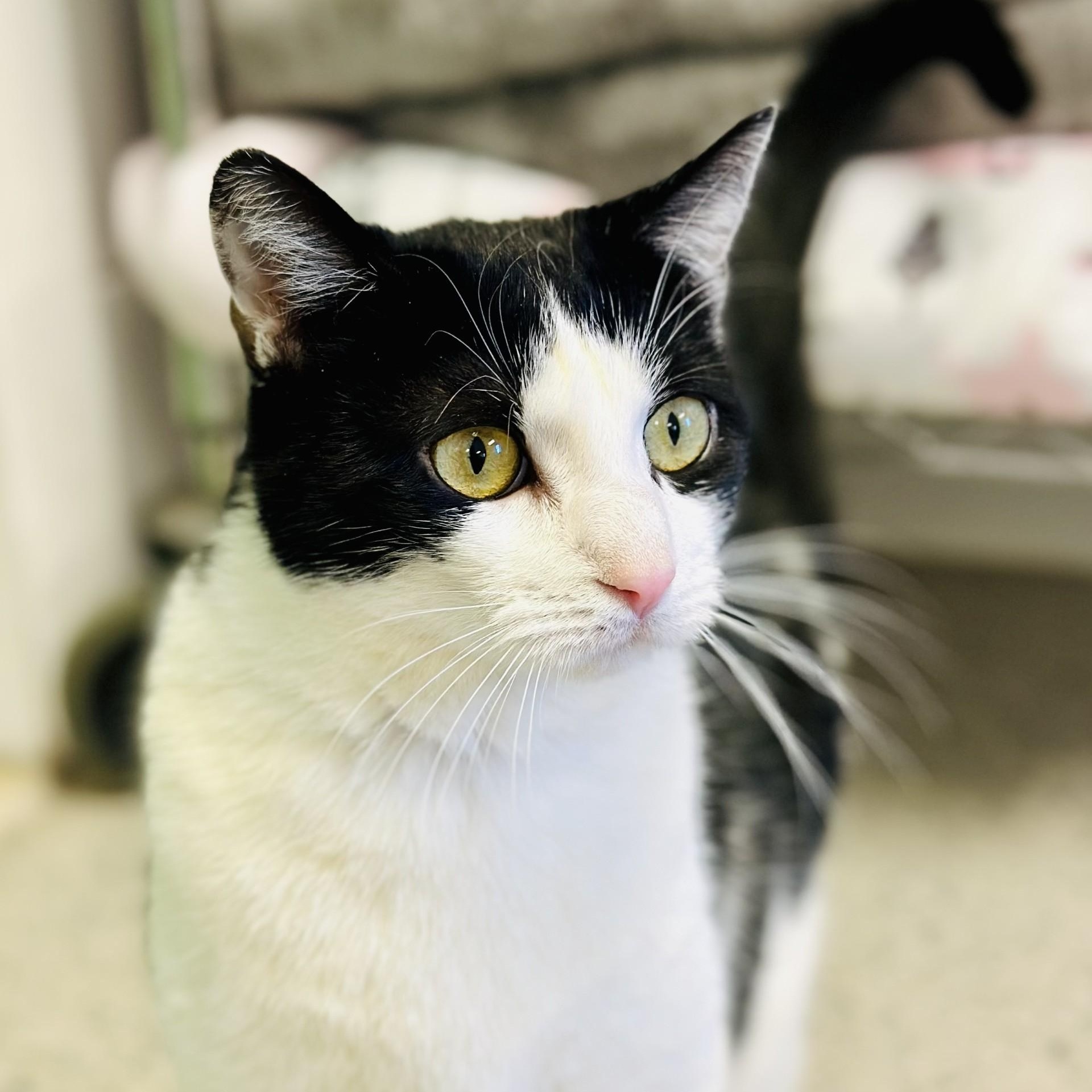Cat for adoption - Rain, a Domestic Short Hair in Manahawkin, NJ ...