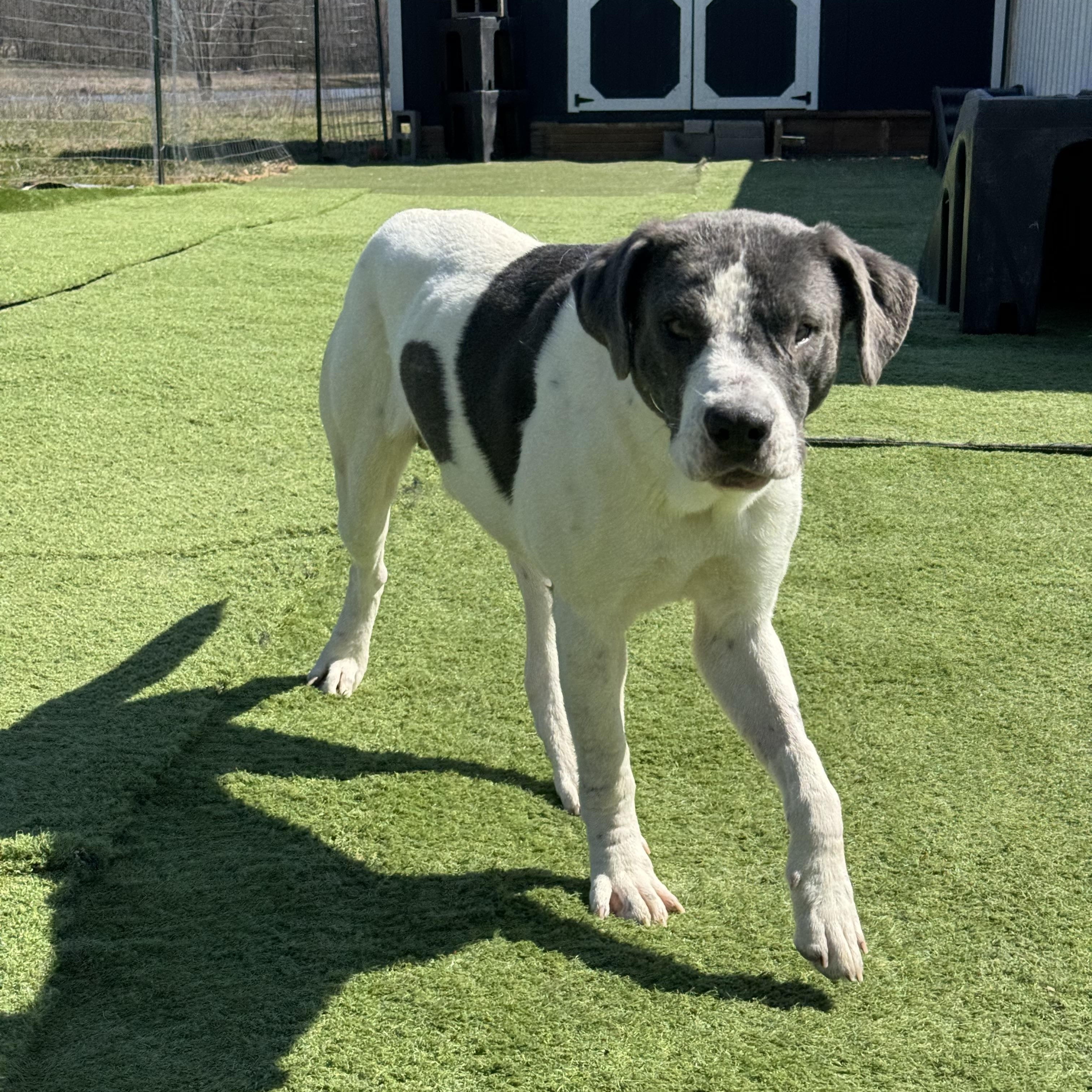 Dog for adoption - Moe, a Labrador Retriever Mix in Latham, NY | Petfinder