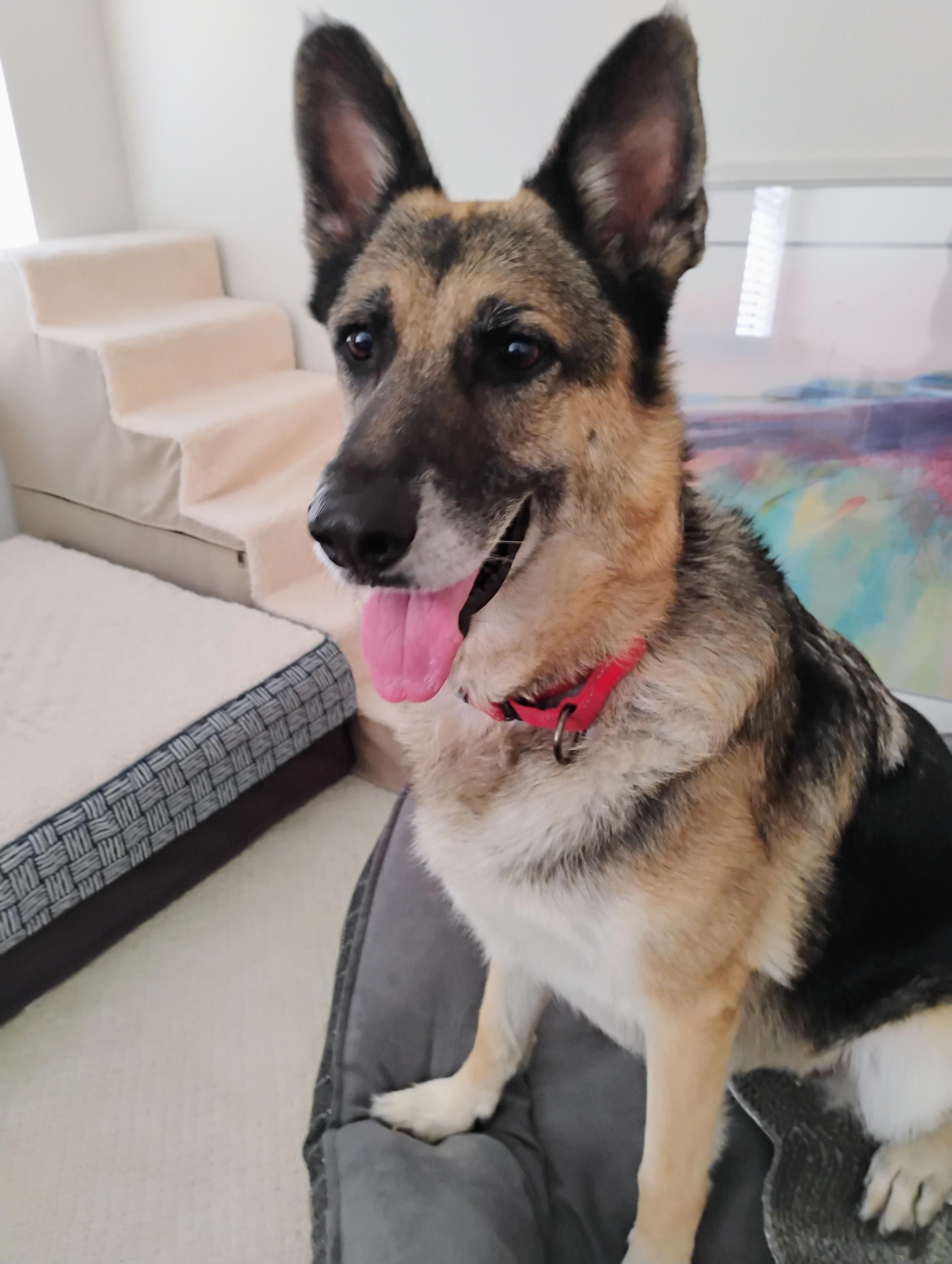 Dog for adoption - Loveable Rylee, a German Shepherd Dog Mix in Quincy ...