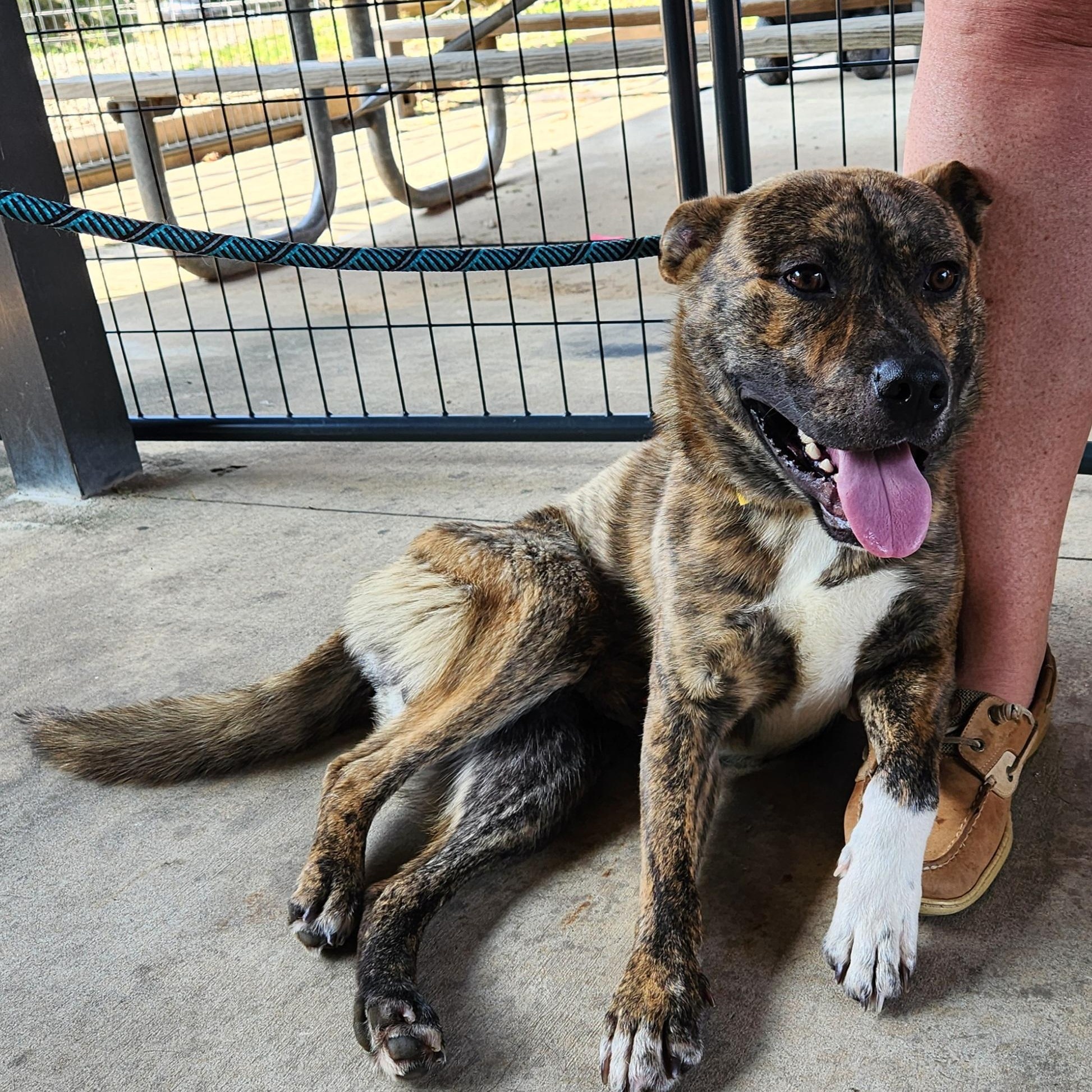 Dog for adoption - Roman - Handsome and Lovable!, a Mixed Breed in ...