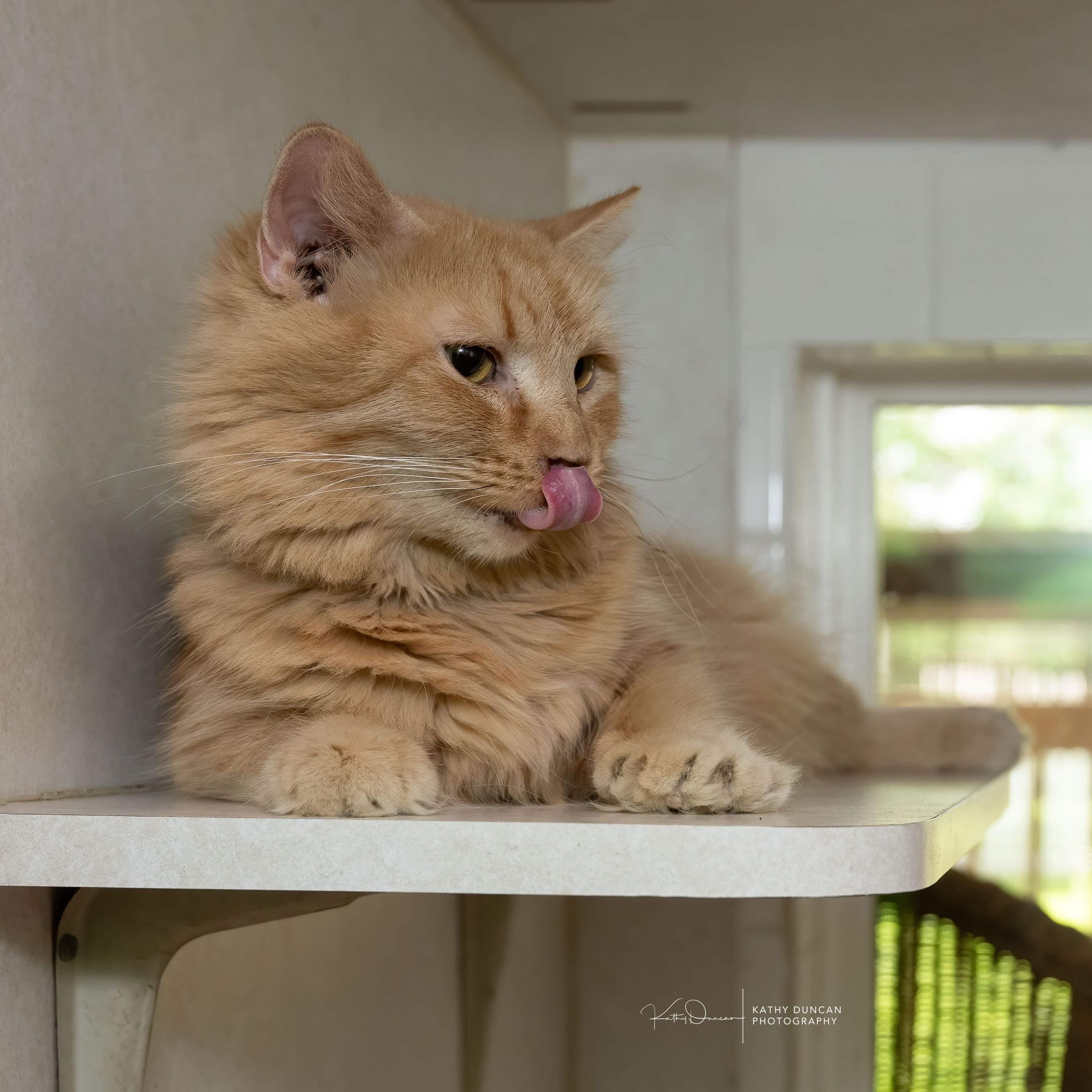 Cat for adoption - Felicia, a Domestic Medium Hair in Manchester, MO ...