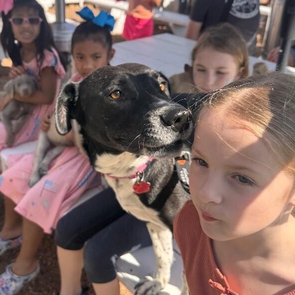 Dog for adoption - Pepper Ruth the Darling Lab, a Black Labrador Retriever & Pointer Mix in ...