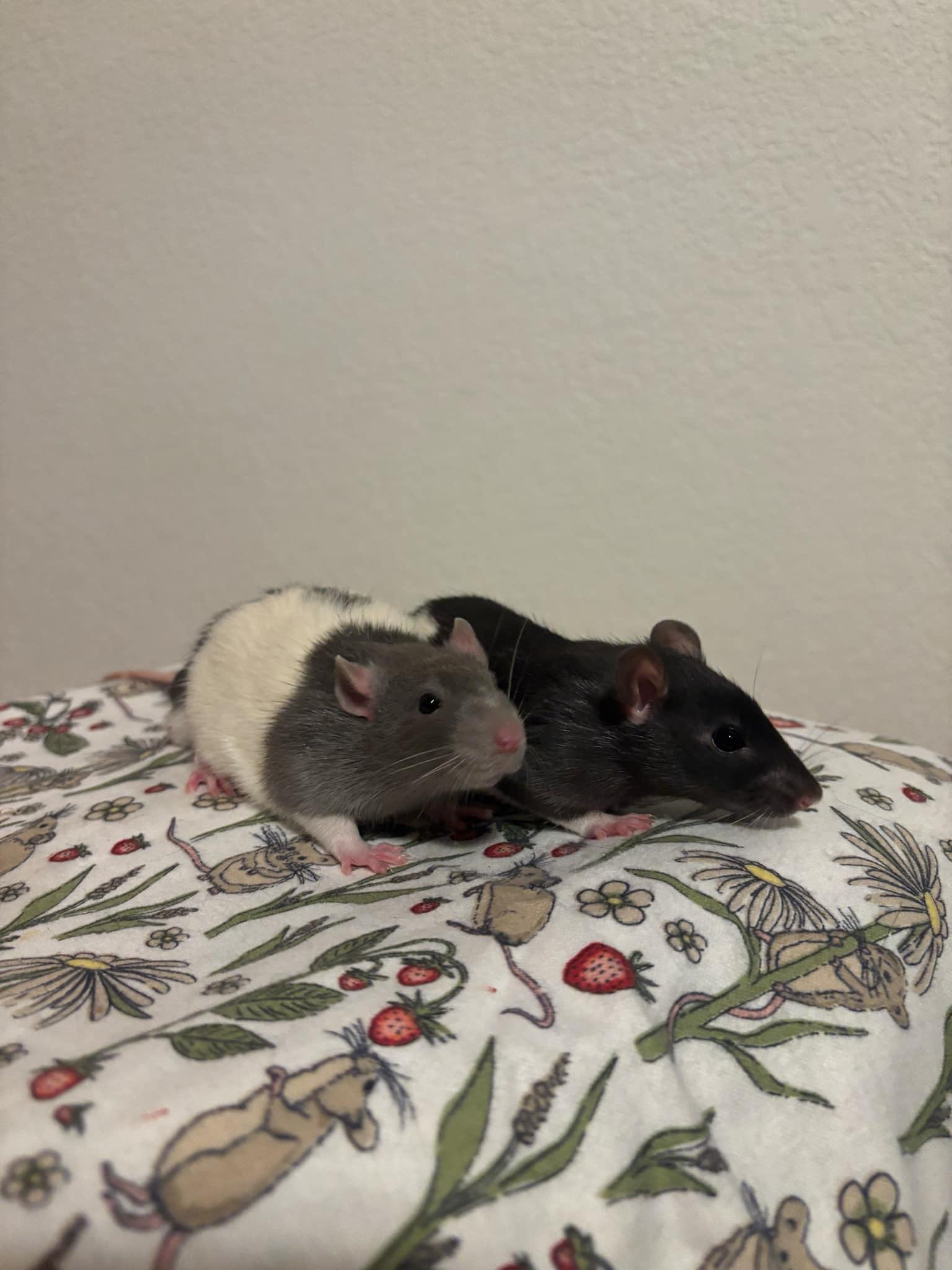 Rat for adoption - Venus and Saturn, a Rat in Eugene, OR | Petfinder
