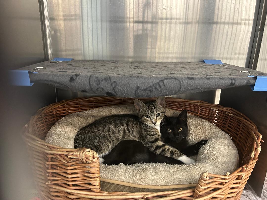 Cat for adoption - Elvis and Lisa Marie, a Domestic Short Hair Mix in ...