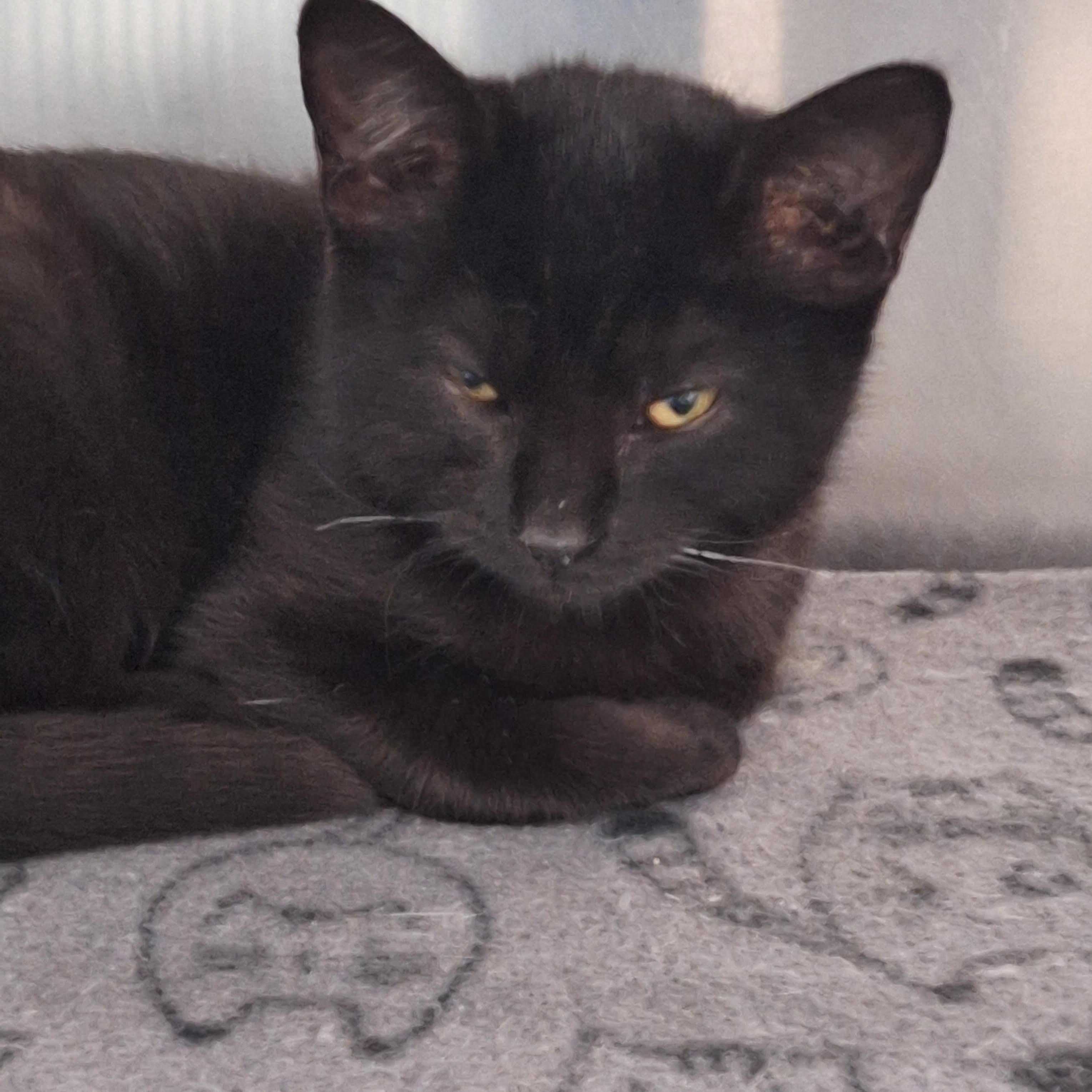 Cat for adoption - Elvis and Lisa Marie, a Domestic Short Hair Mix in ...