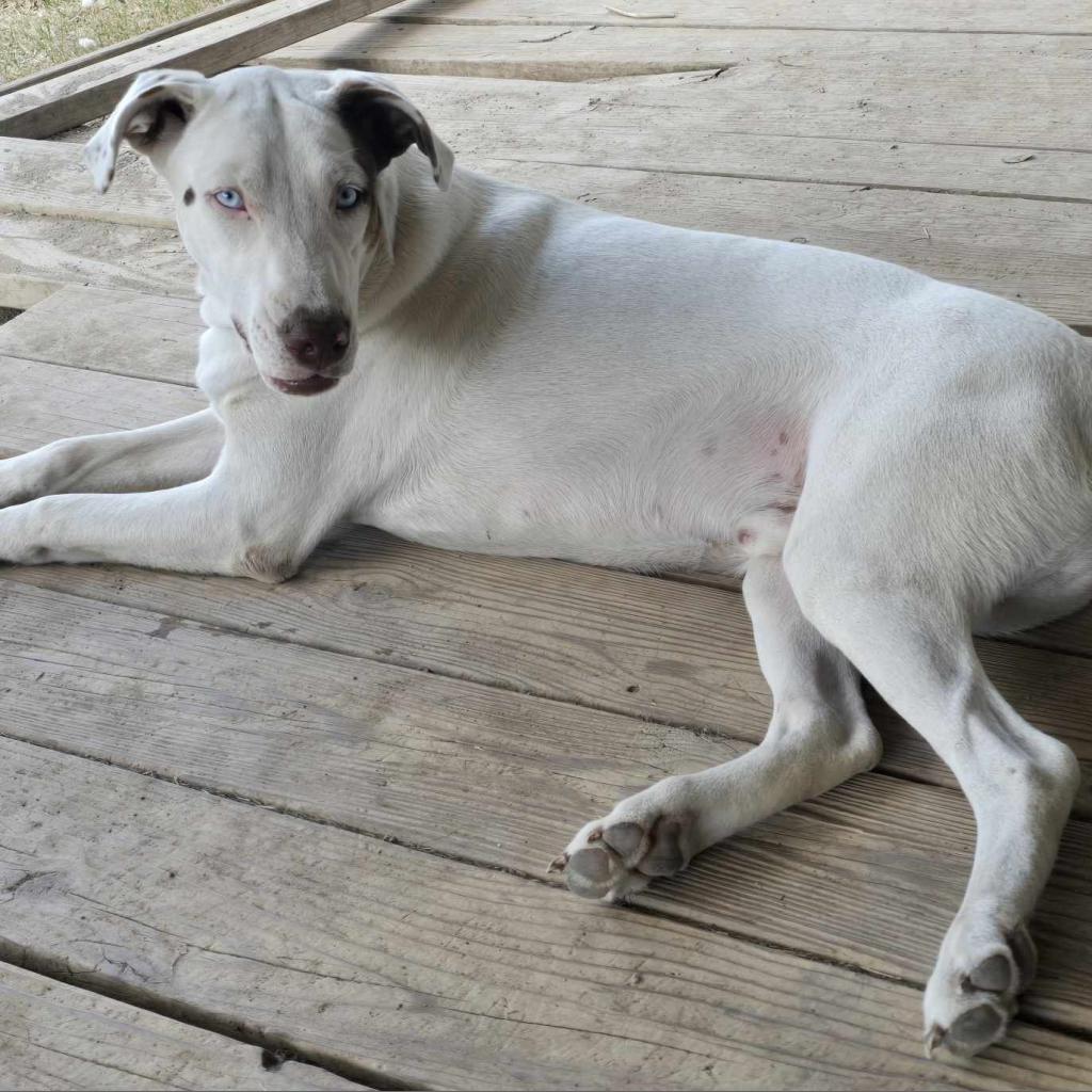Dog for adoption - Heath, a Catahoula Leopard Dog & Whippet Mix in ...