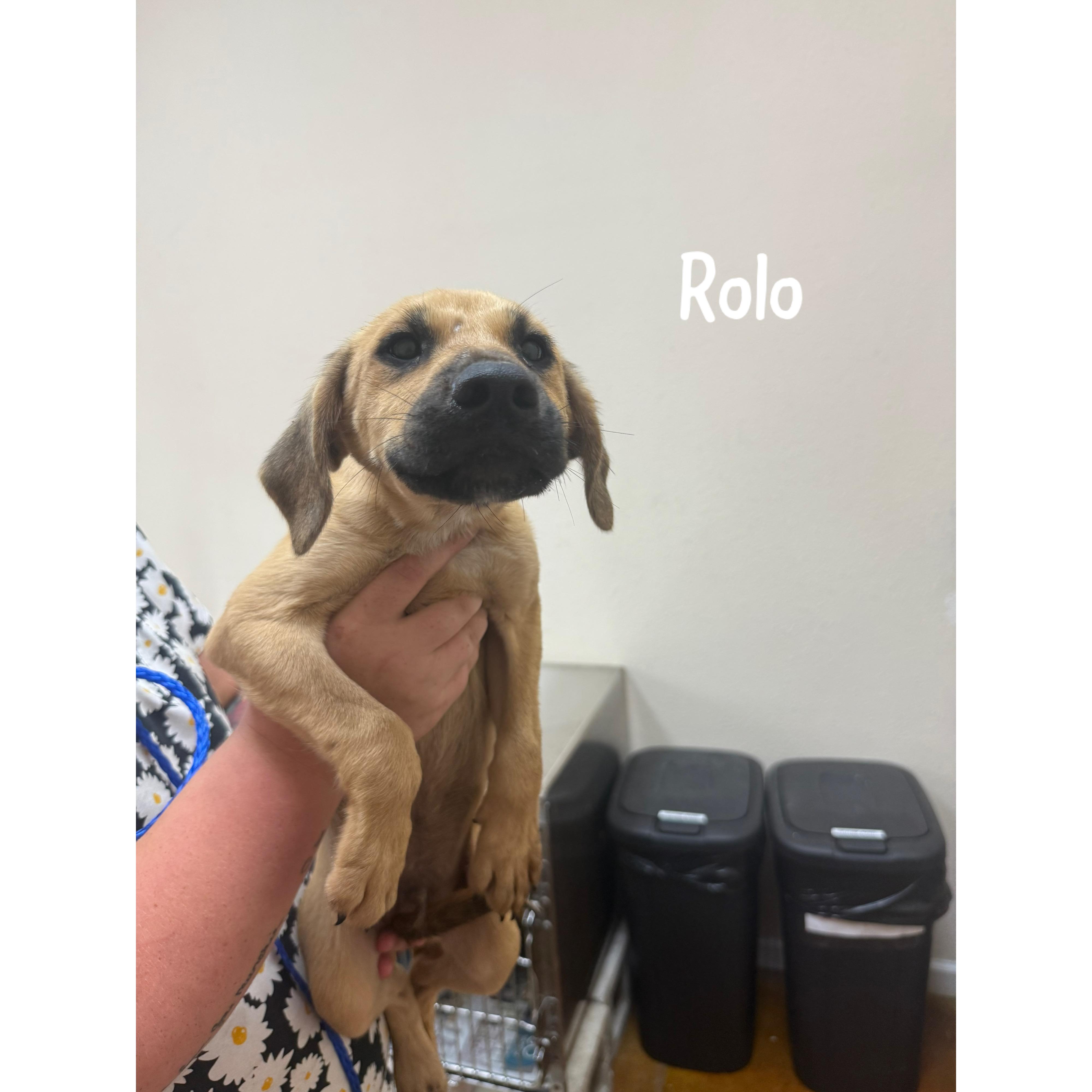 Dog for adoption - Rolo, a Labrador Retriever Mix in Jacksonville , FL ...