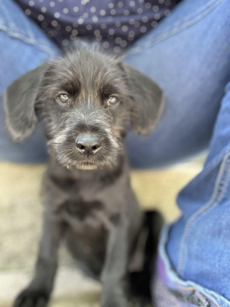 Dog for adoption - Zelda, a Miniature Schnauzer & Cocker Spaniel Mix in ...